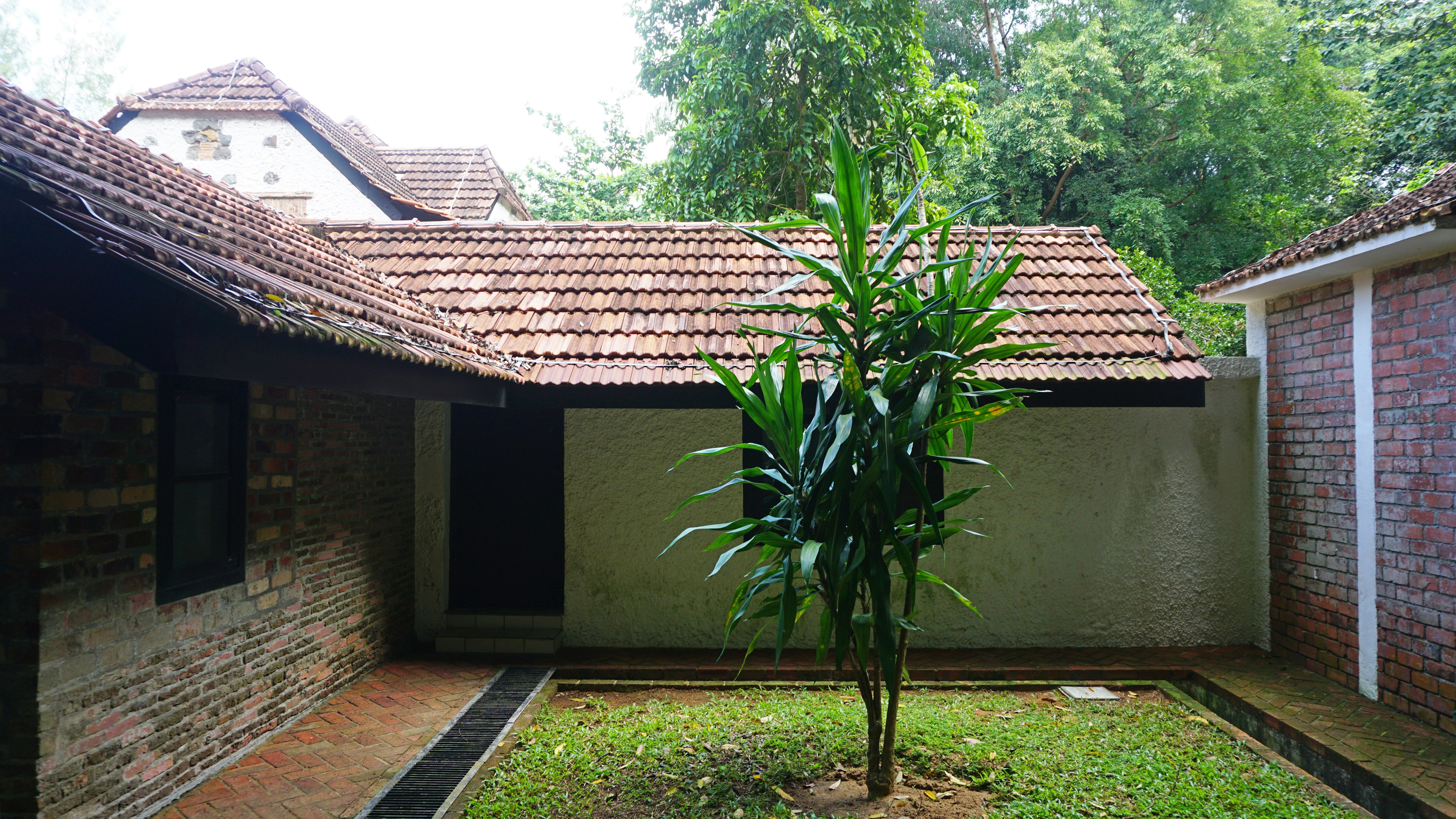 Central Courtyard Canopy: A Lone Palm Surrounded by Brick Walls