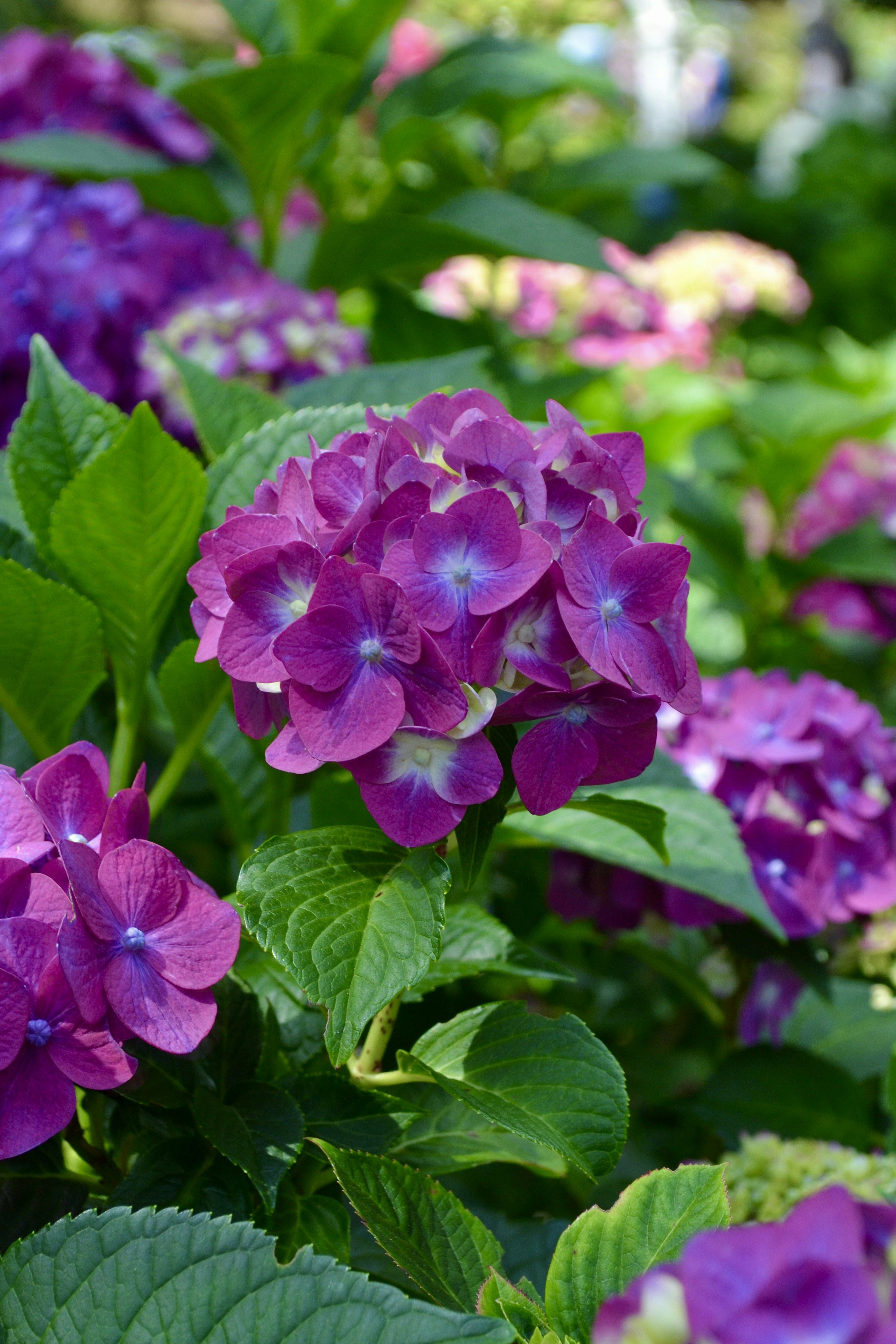 Vibrant Hydrangea Cluster: Rich Purple Blooms in Sunlit Garden