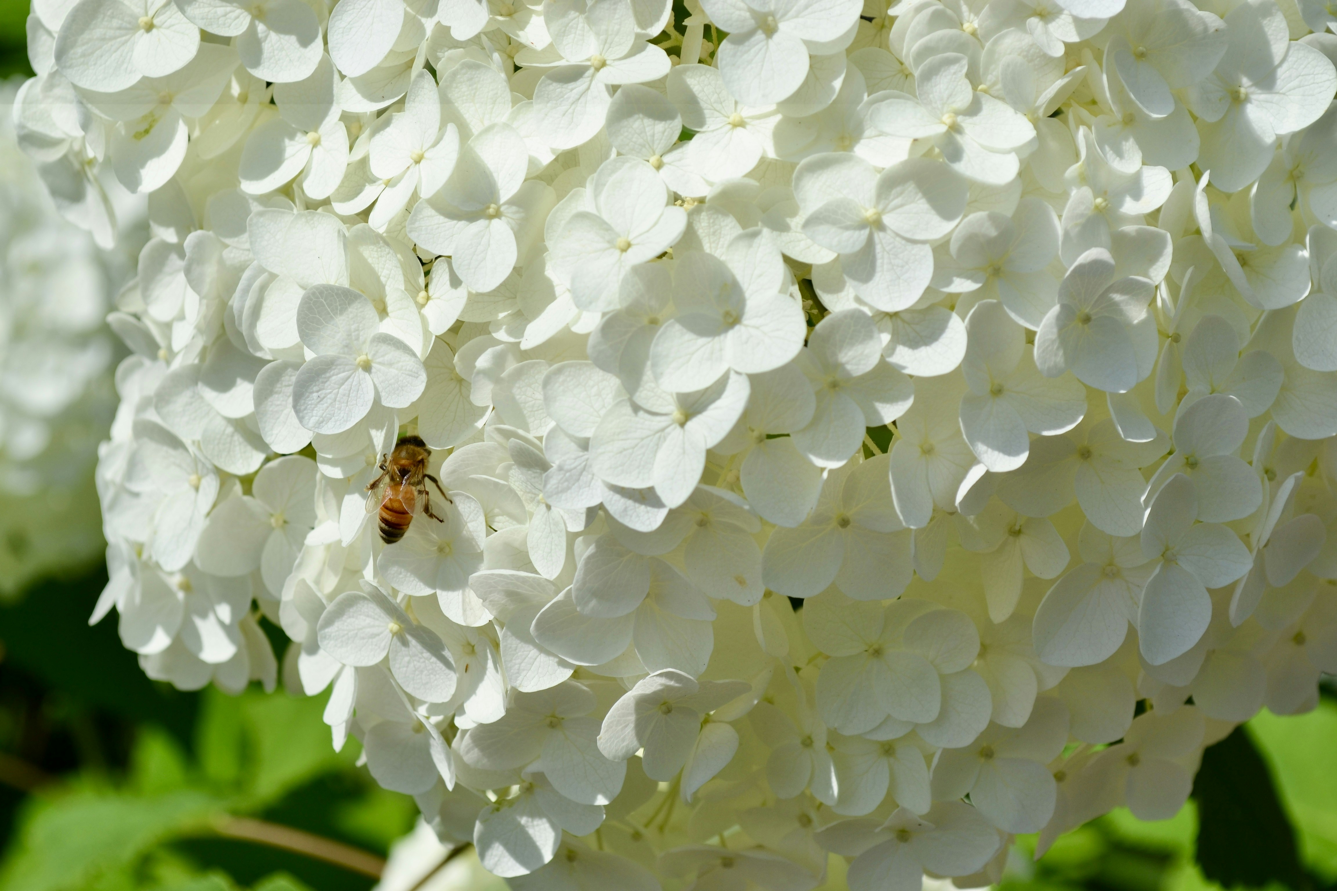Honeybee on a Nebula of White Hydrangea