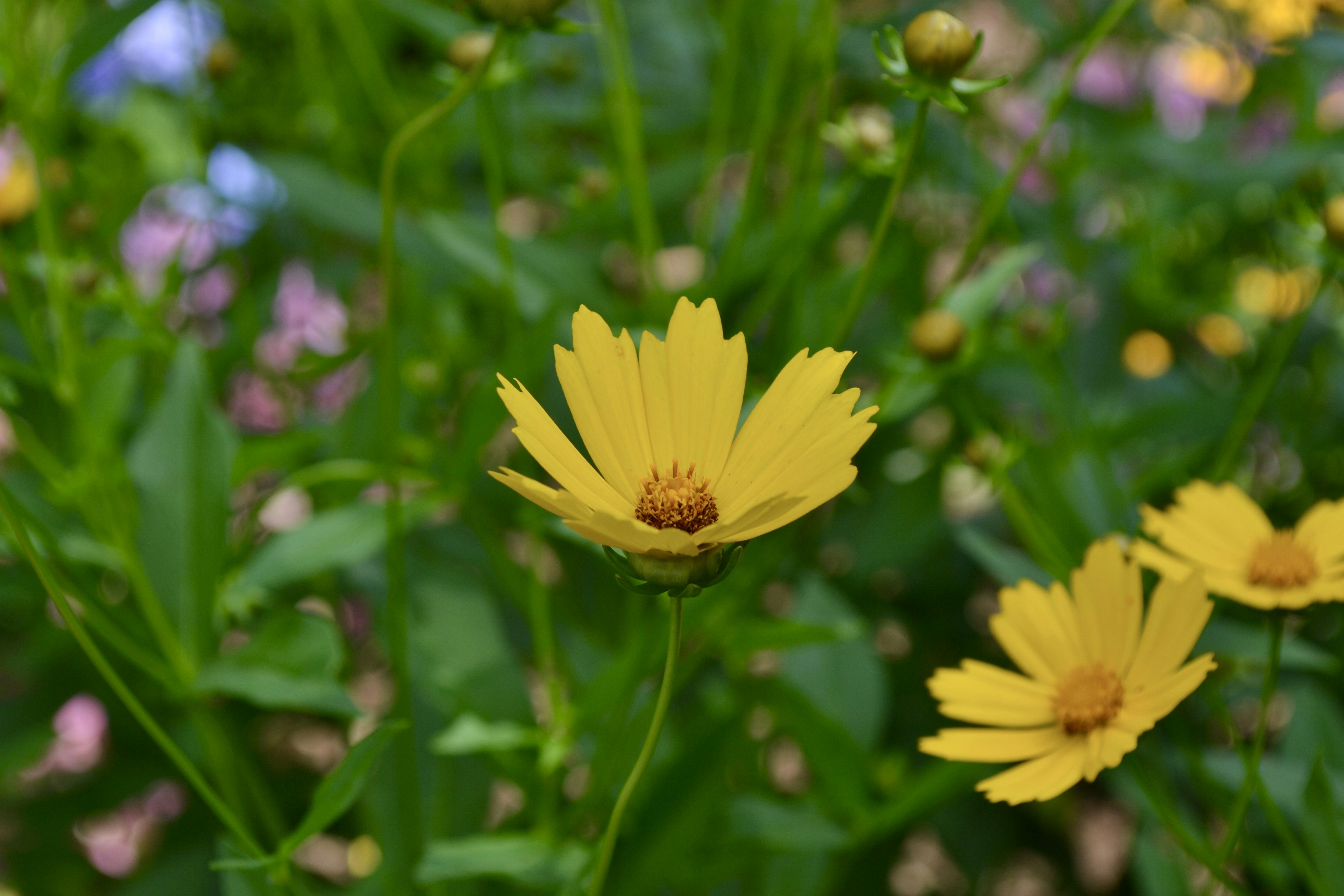 Golden Bloom in a Quiet Meadow
