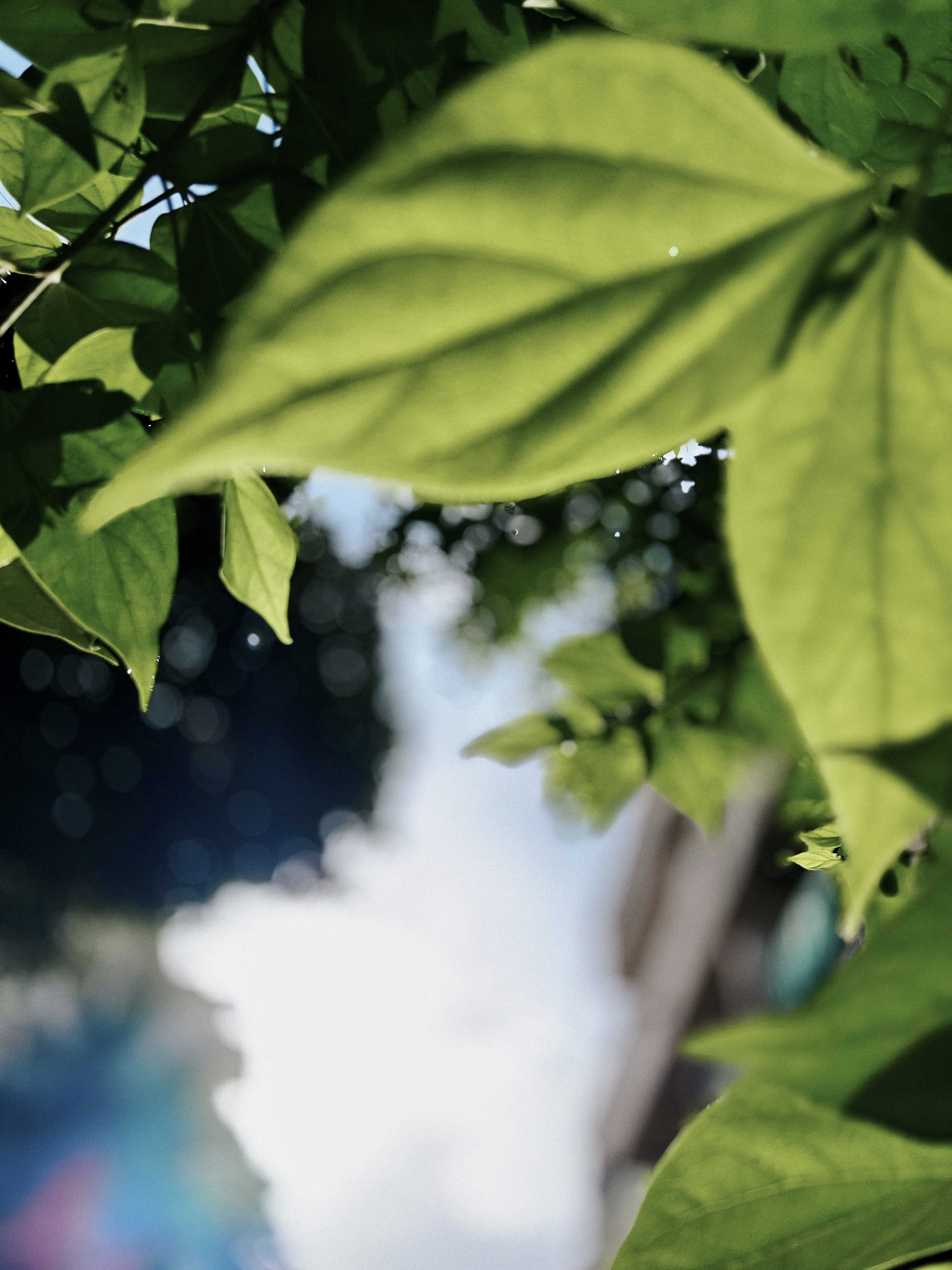 Close-up of sunlit green leaves with a shallow depth of field; a blurred background suggests outdoor foliage and sky.