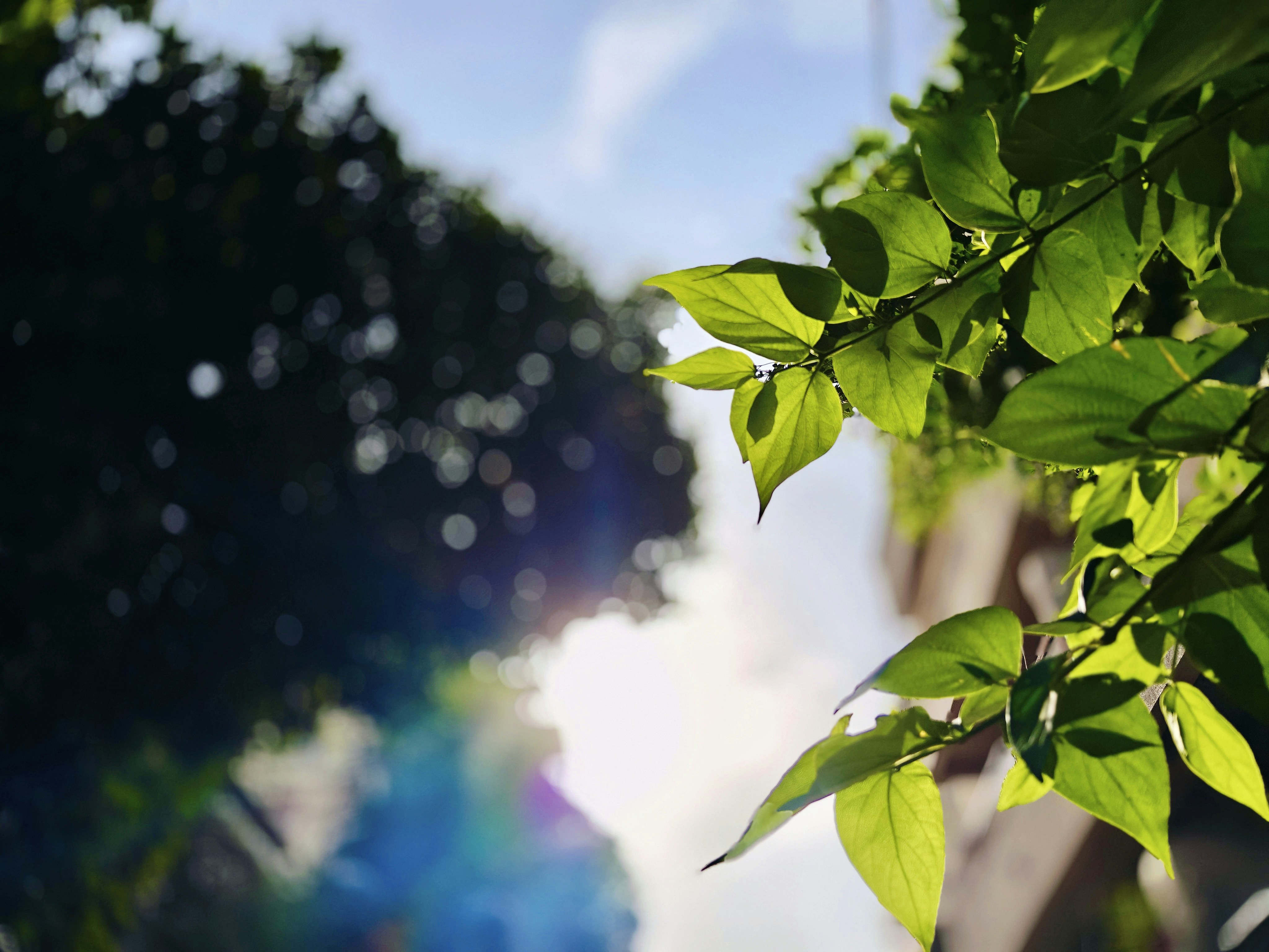 Sun-drenched leaves occupy the right side with bokeh background; a lens flare and bright sky provide contrast against the dark foliage on the left.