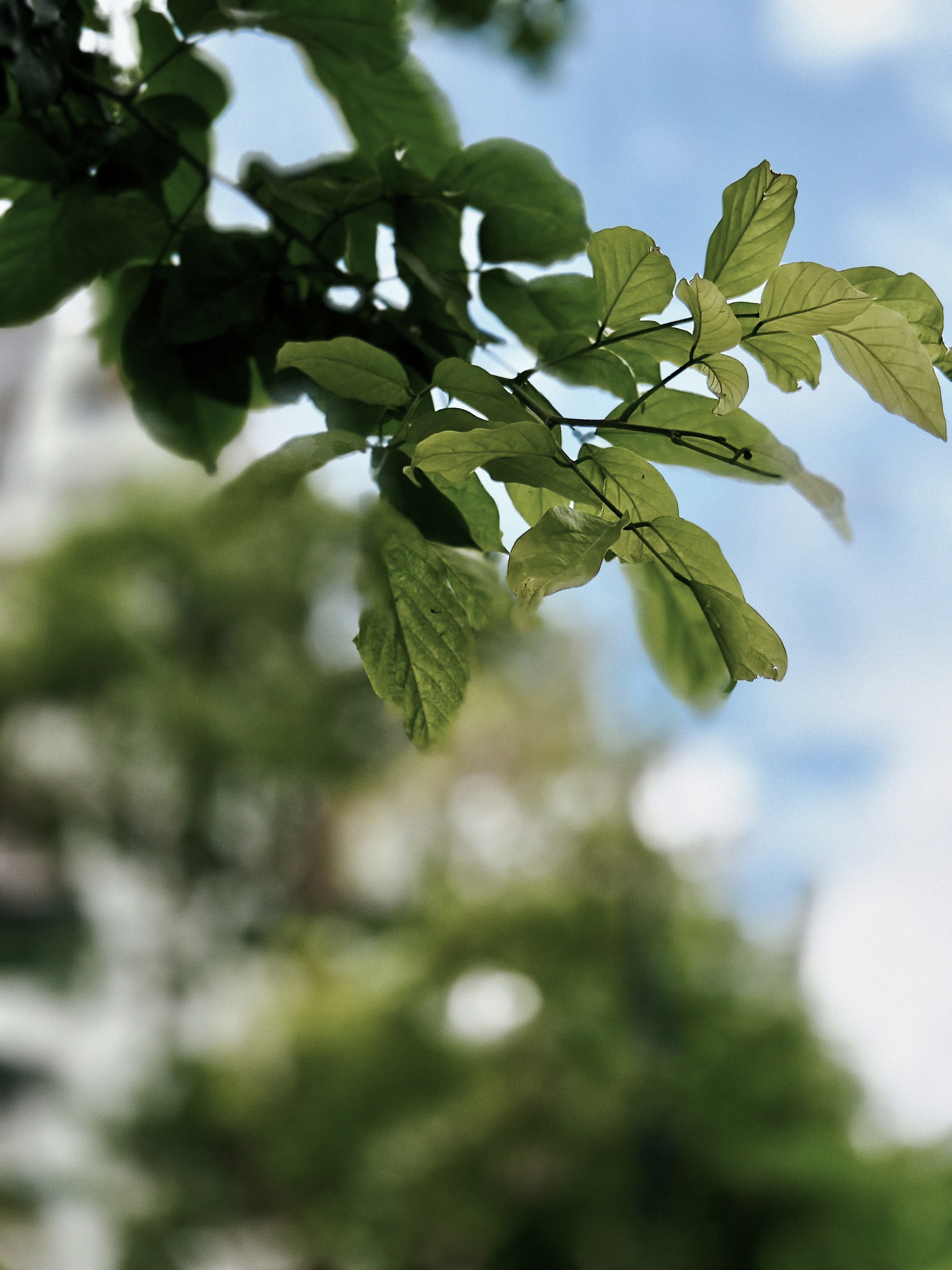 Green Vine, Blue Sky: A Close-Up Leap of Leafy Detail