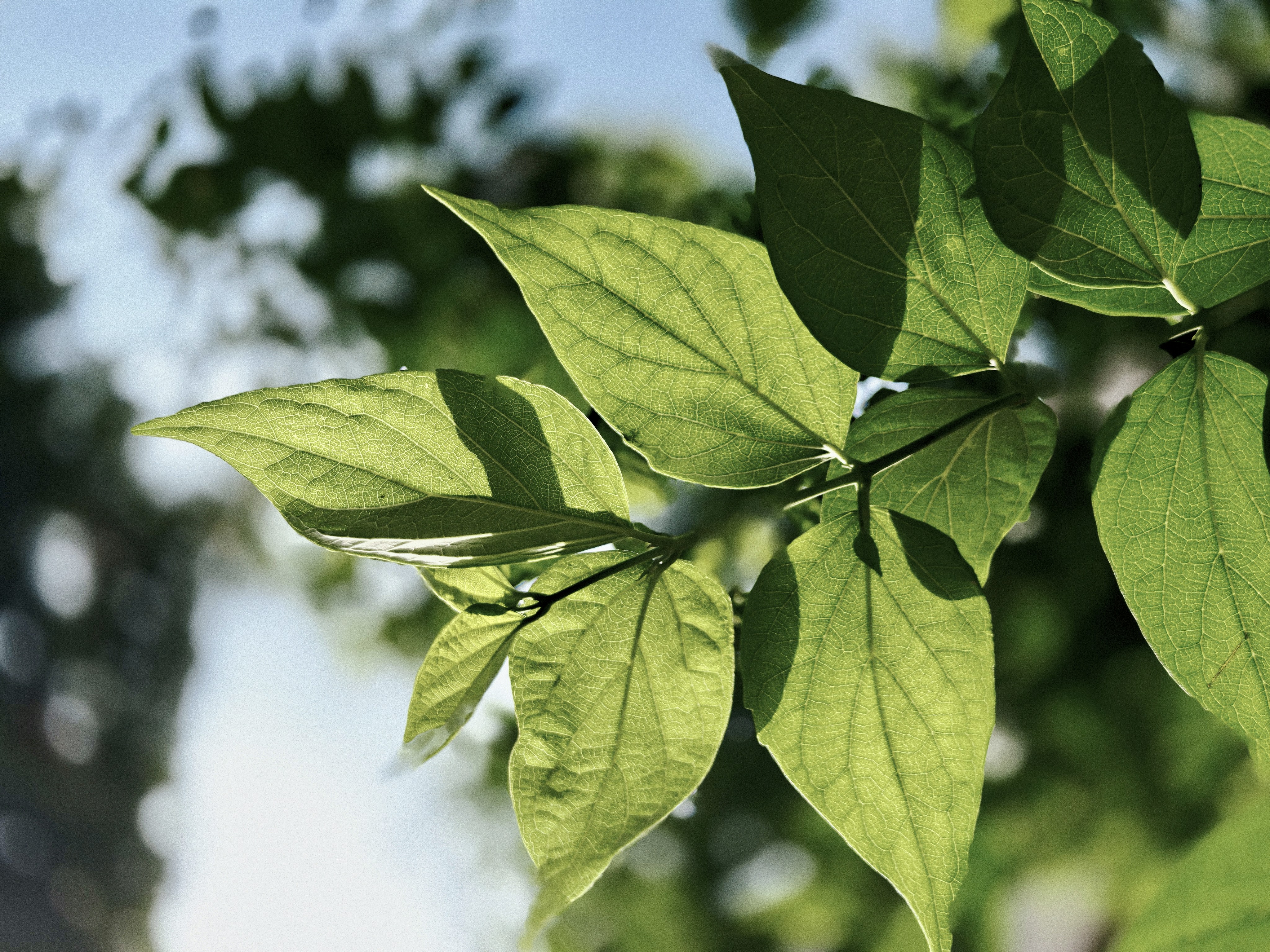 Close-up of sunlit green leaves with sharp veins against a blurred blue-sky background.