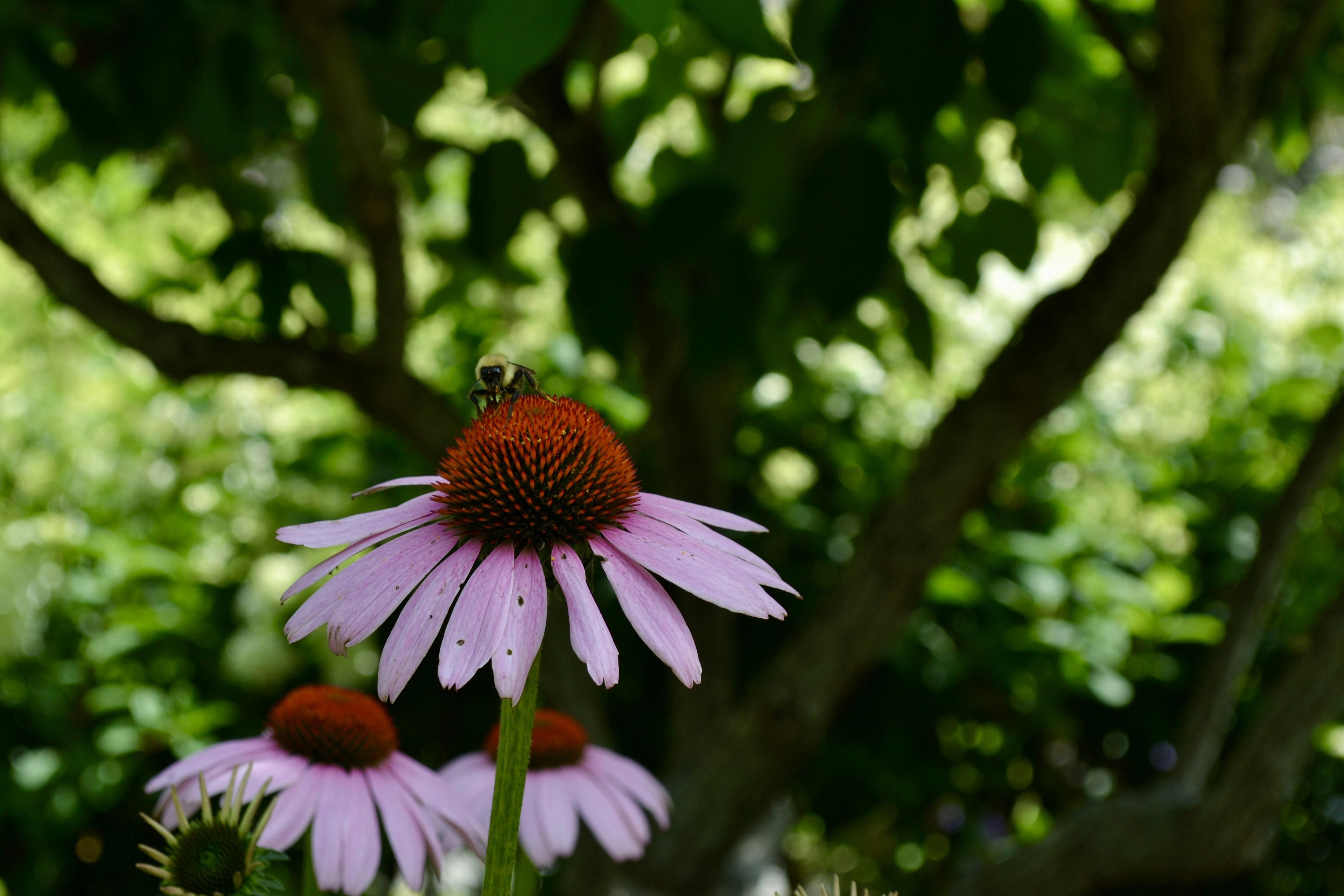 Honeybee on a Purple Coneflower Under a Dappled Canopy
