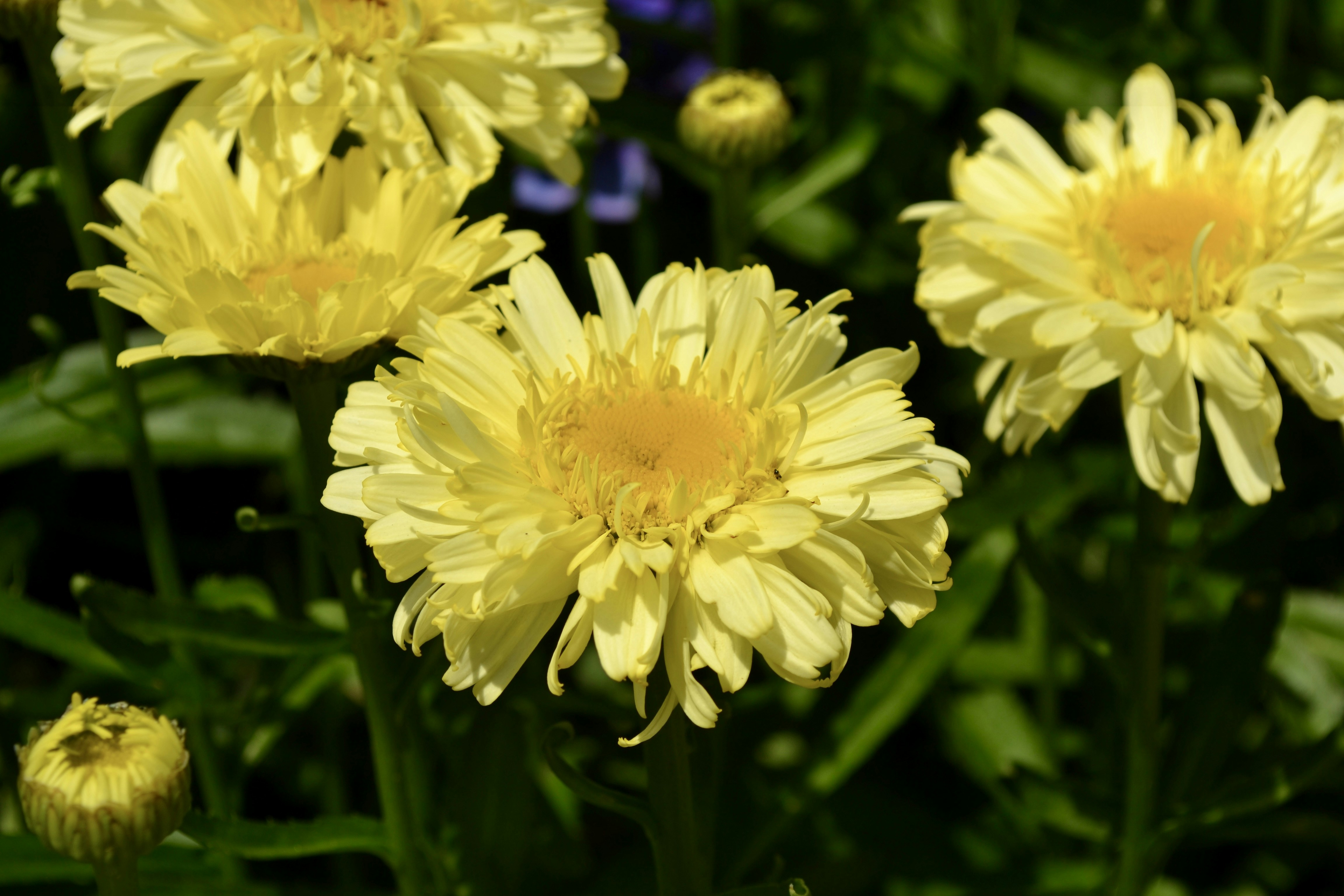 Sunlit Chrysanthemum Crown: A Golden Bloom in Focus