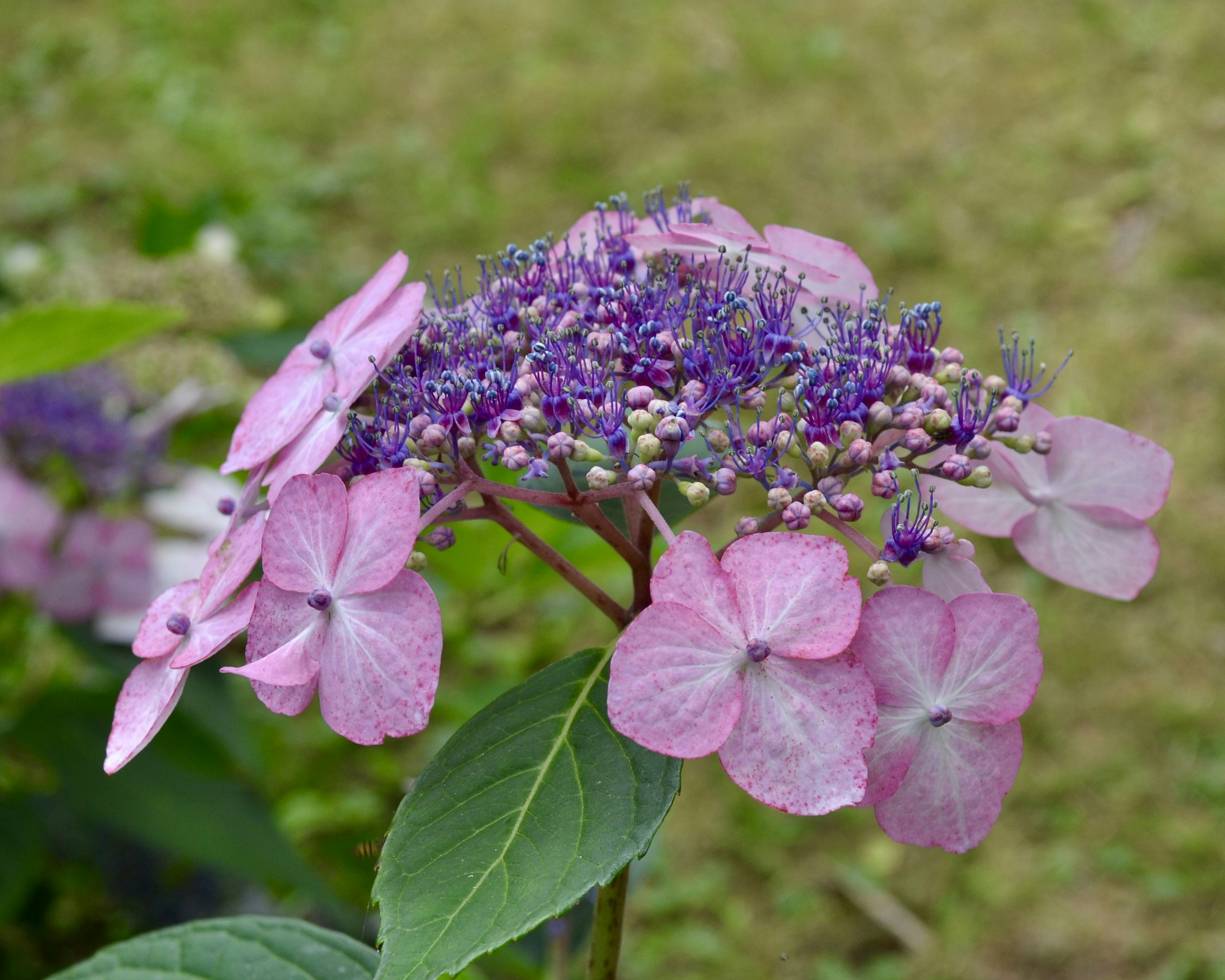 Pink Hydrangea Crown: Delicate Cluster Beneath Leafy Veil