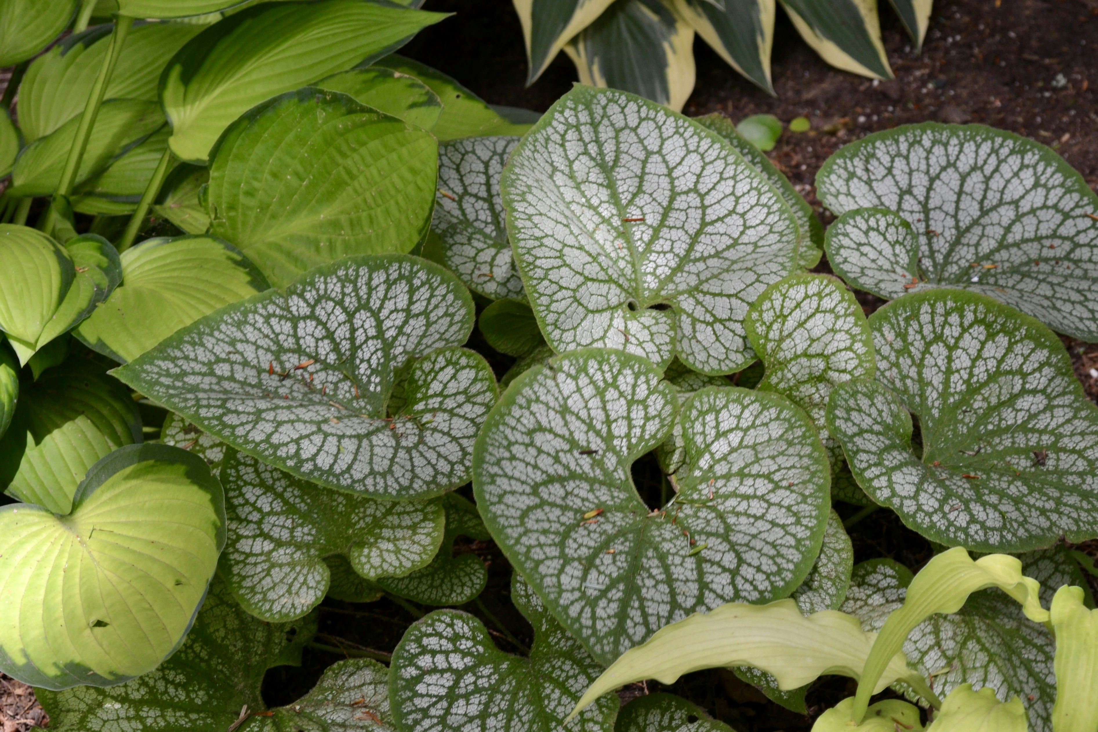 Veined alchemy: silver-vein leaves among emerald backdrop