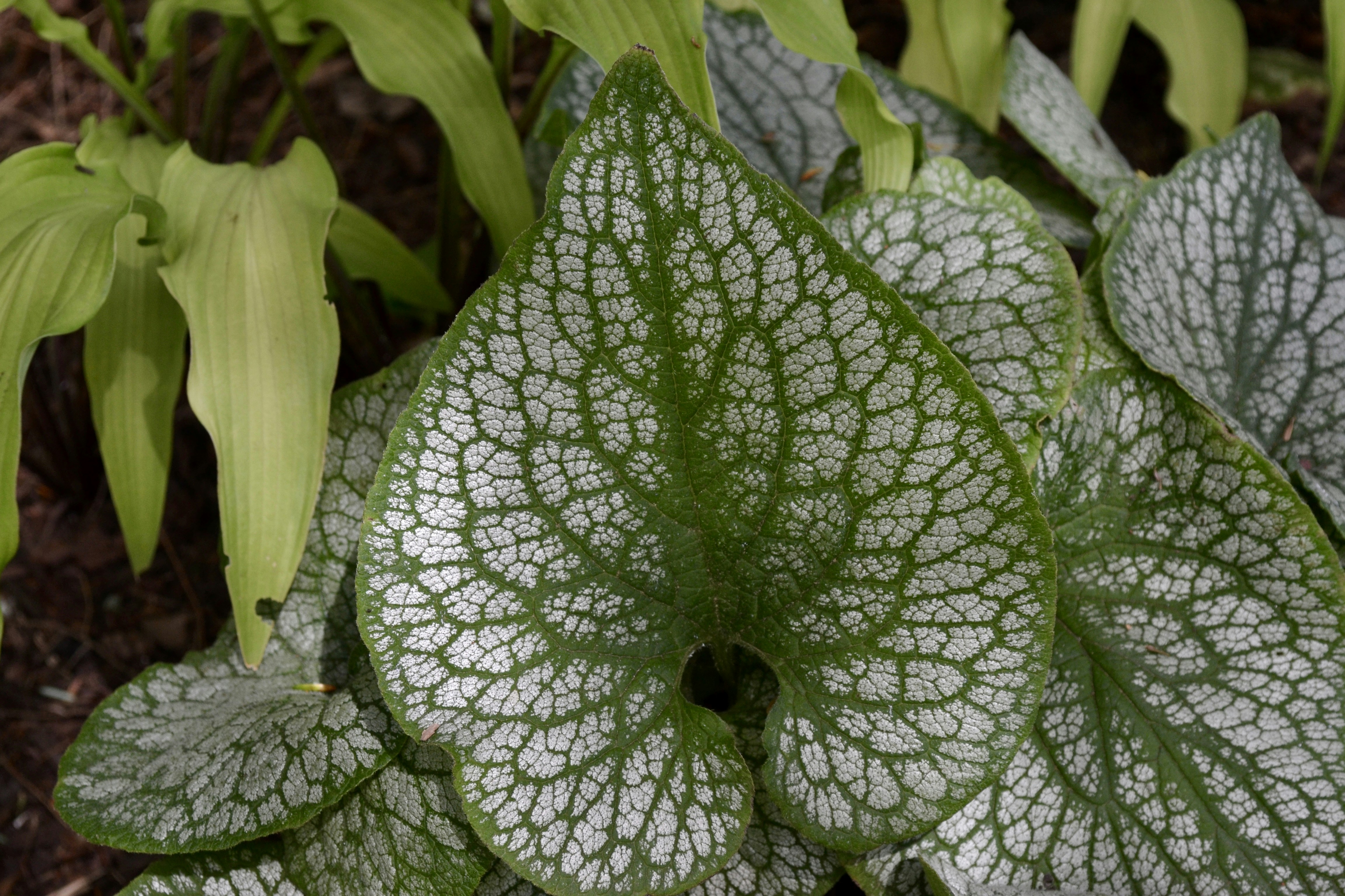 Veined Green: Frosted Leaves Form a Silvered Lace