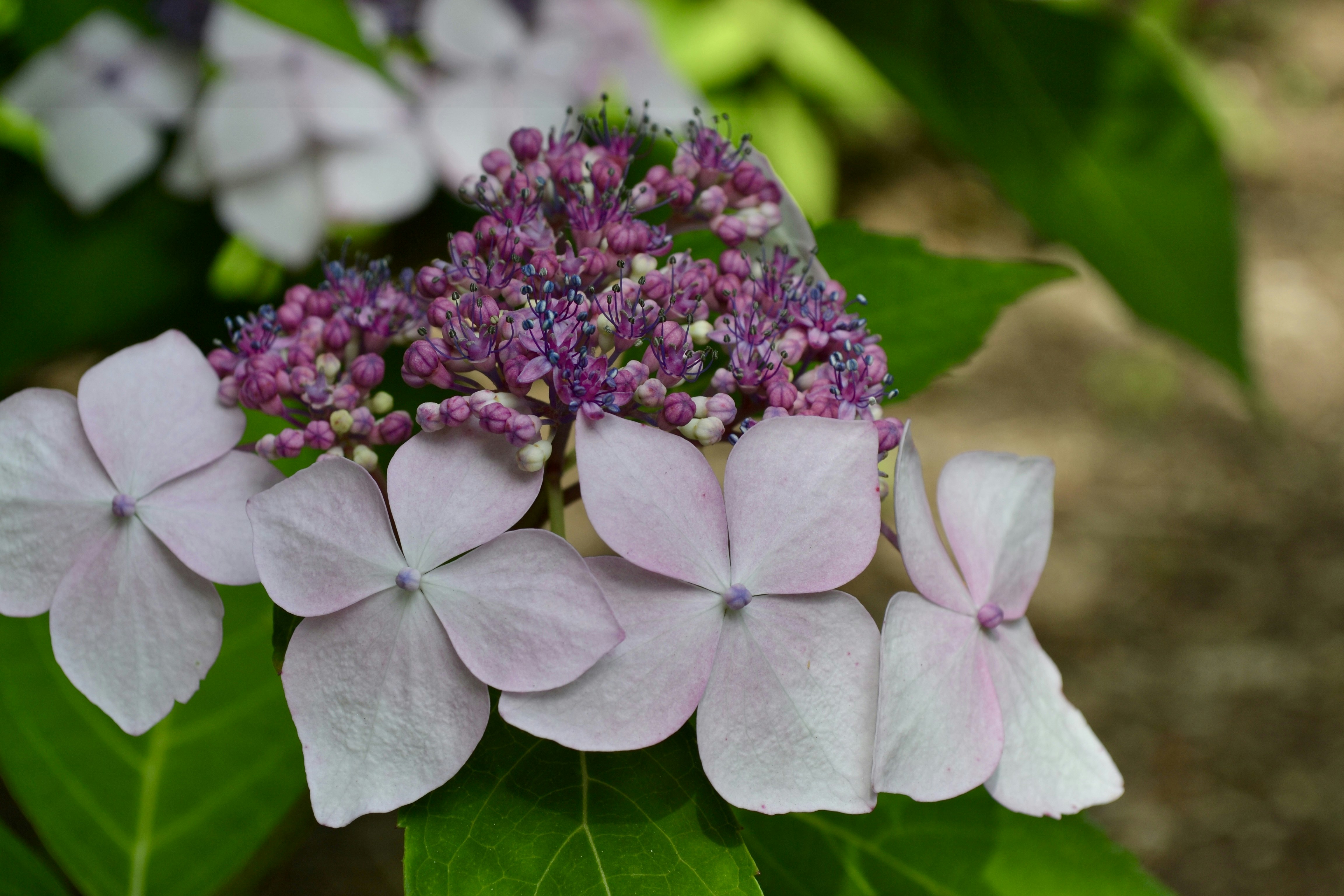 Hydrangea Halo: Close-Up of Pink-Purple Inflorescence
