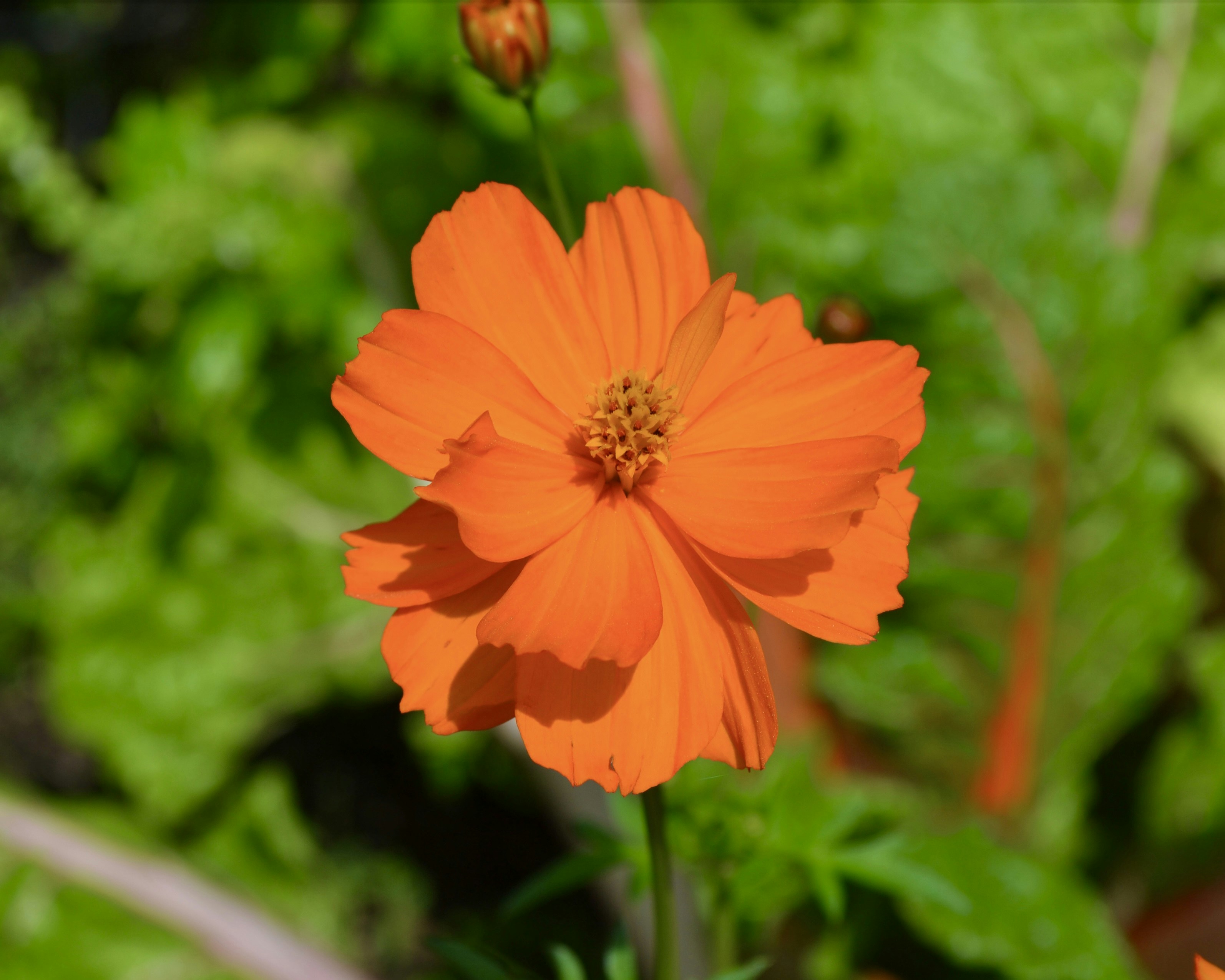 Orange Cosmos in Sharp Focus Against Lush Green Backdrop