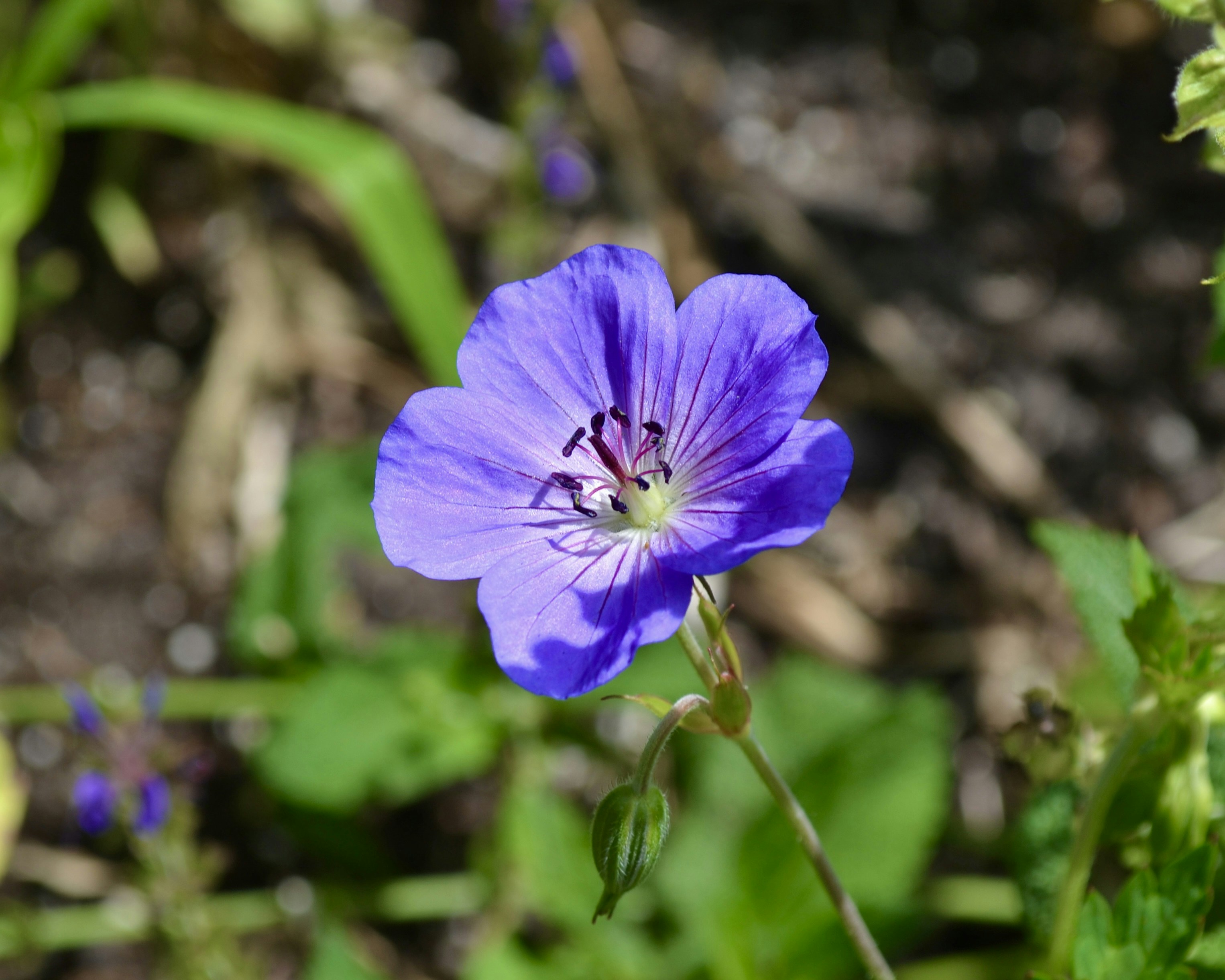 Azure Bloom: A Violet Flower Reaches for Sunlight