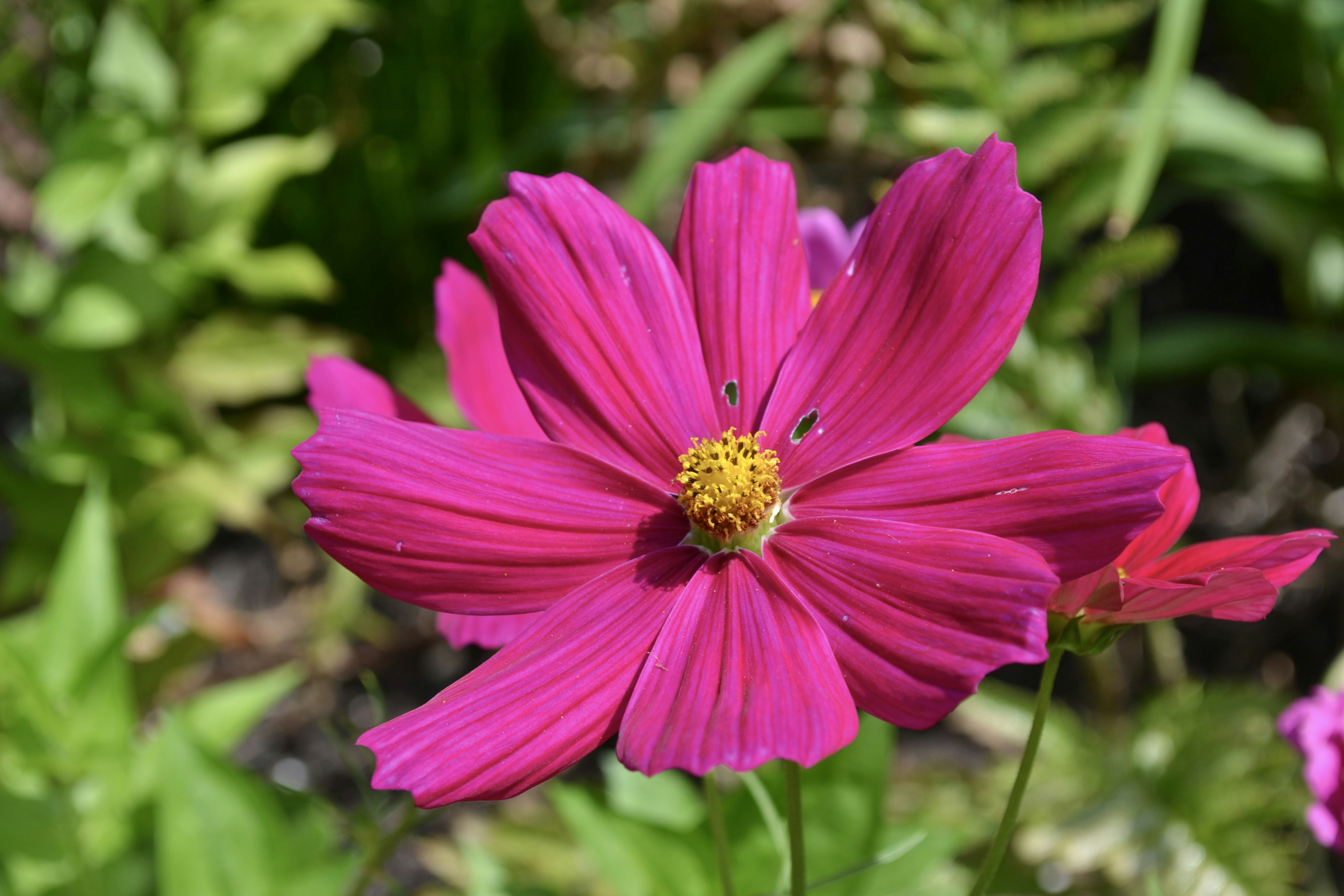 Magenta Blossom with Golden Center in a Sunny Bed