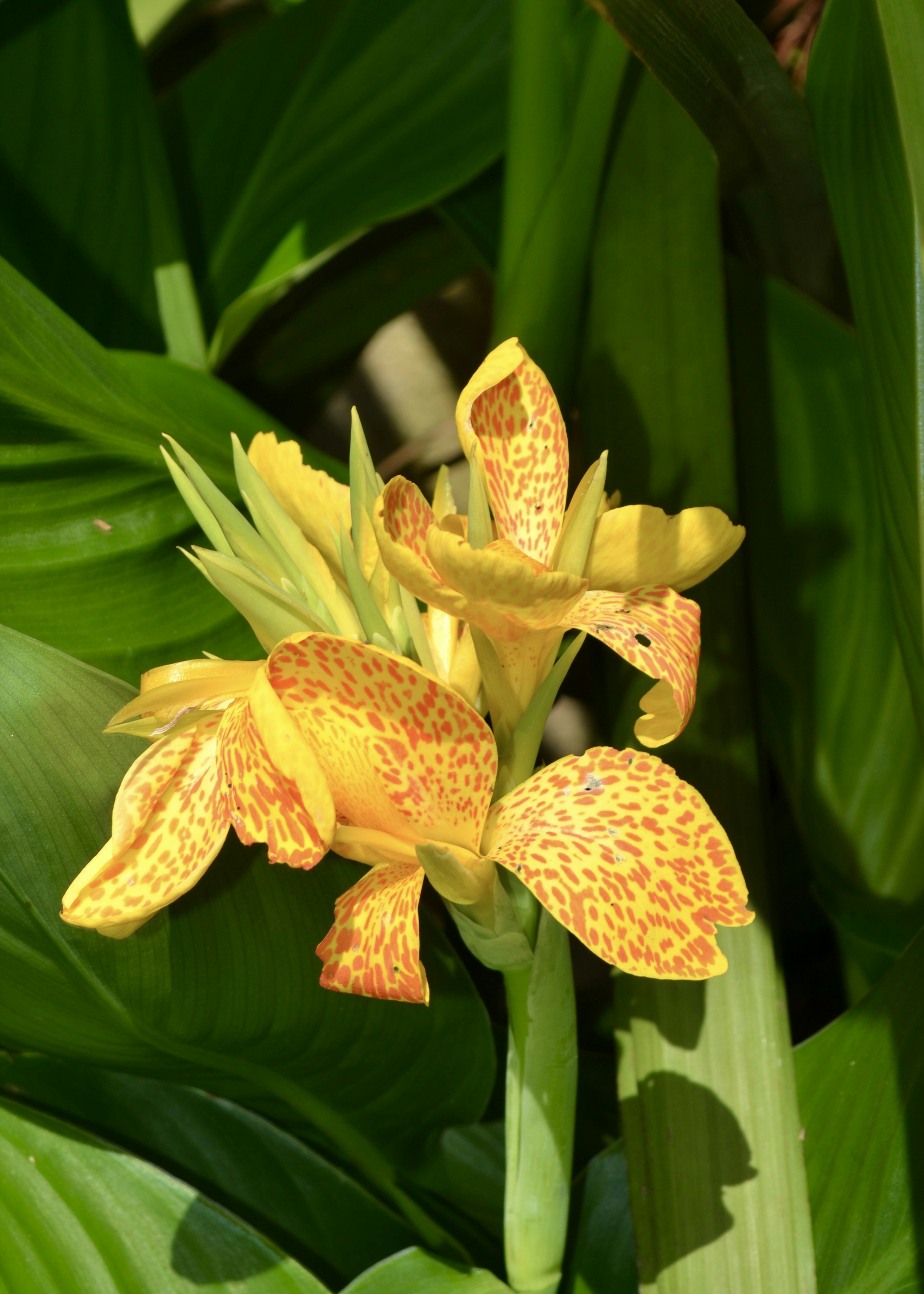 Golden Iris Burst Among Emerald Strands