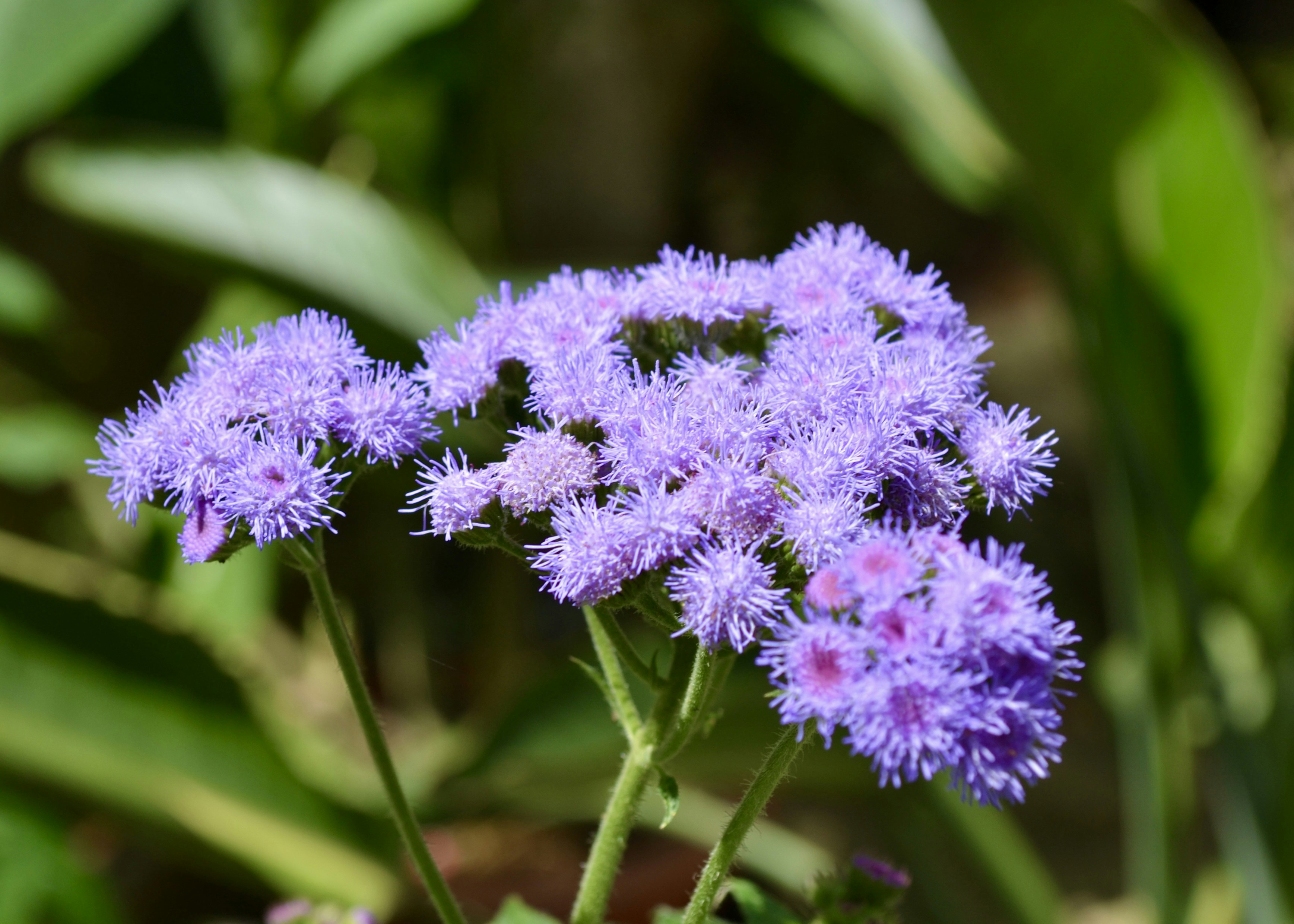 Lavender-head Flowers: a close-up of clustered purple blooms against green foliage