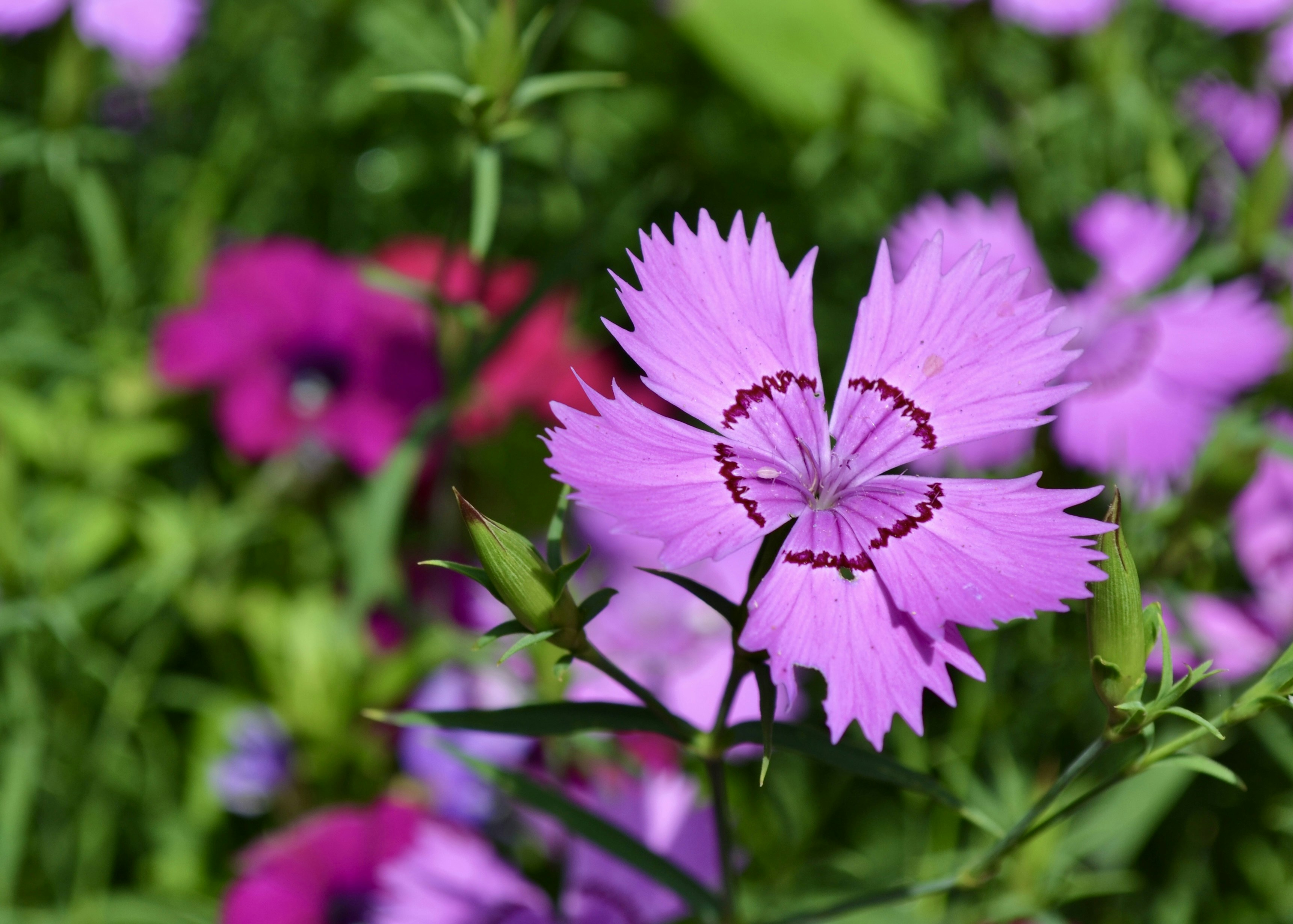 Lavender-pink Dianthus in Sharp Focus Against Lush Greens