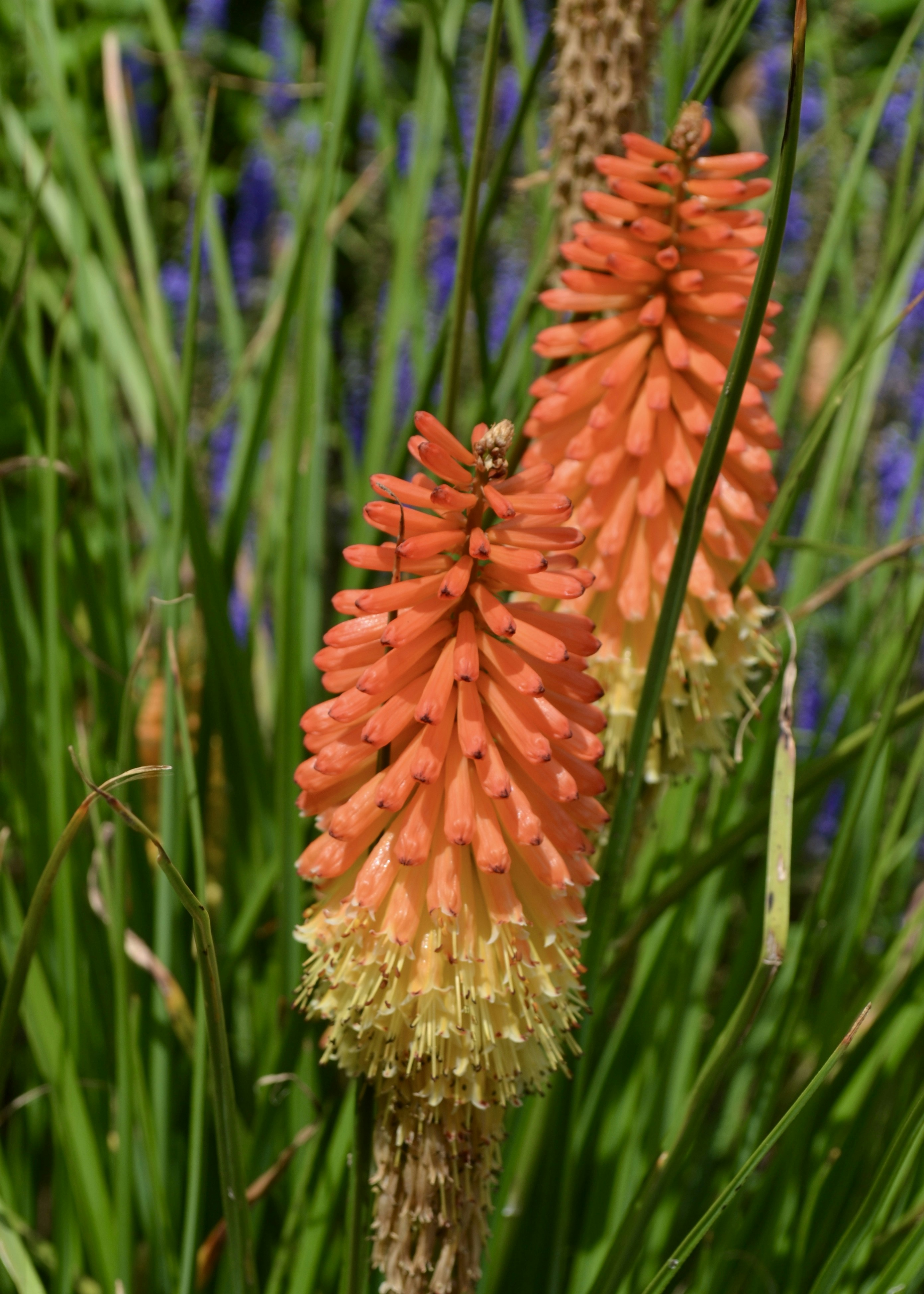 Orange Spires in a Sea of Green