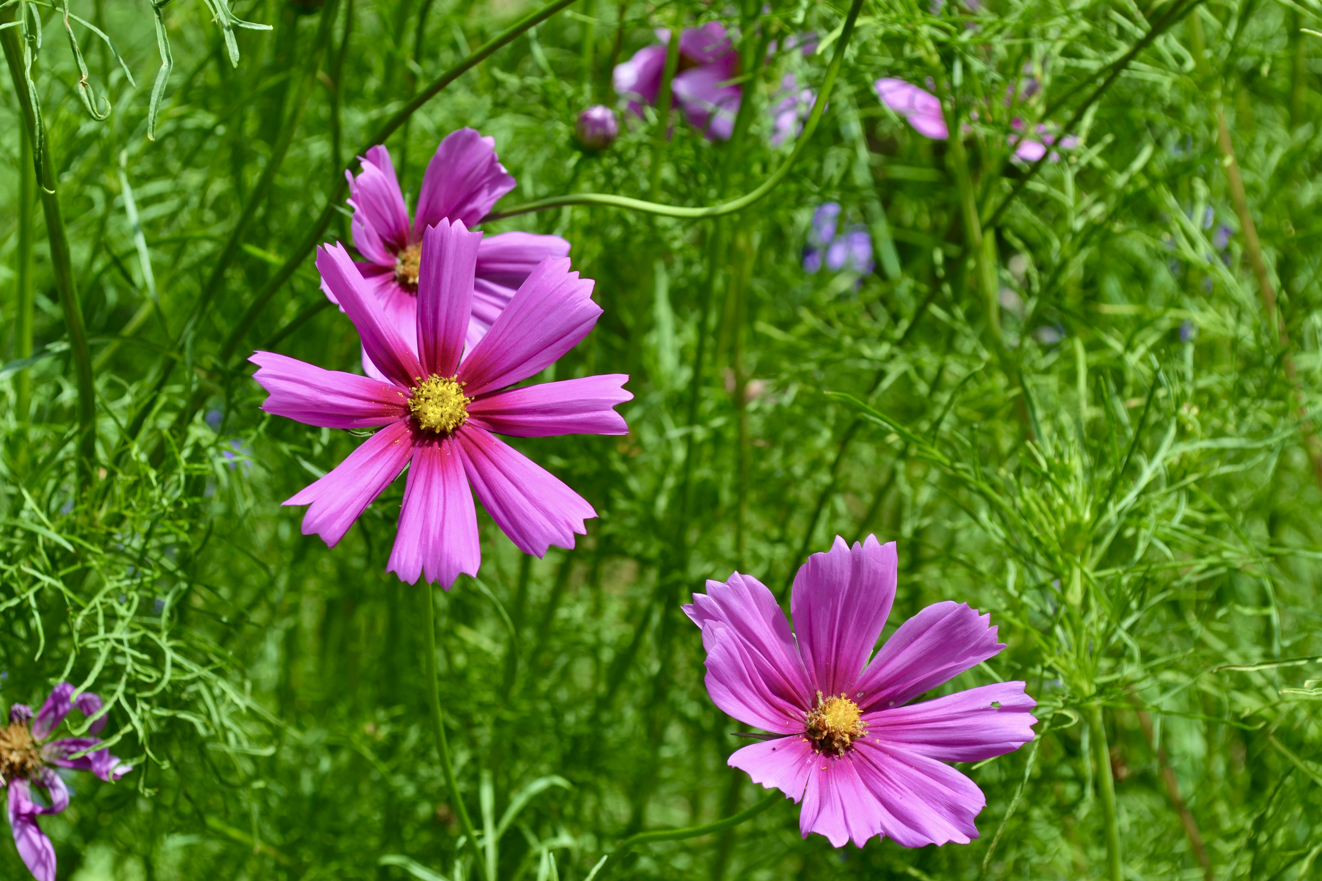 Pink Cosmos in a Sea of Green