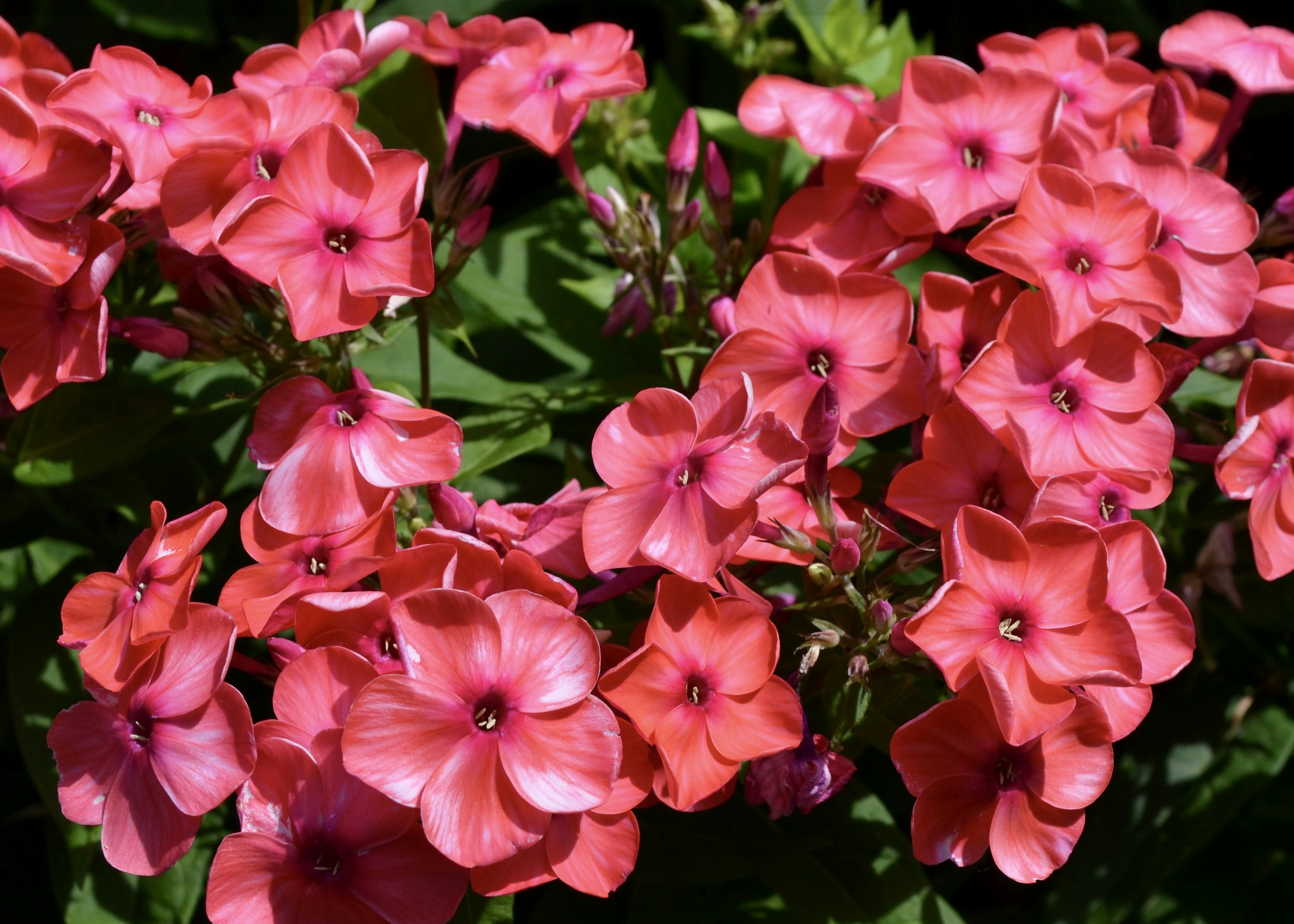 Vibrant Coral Bloom: a Sea of Pink Petals