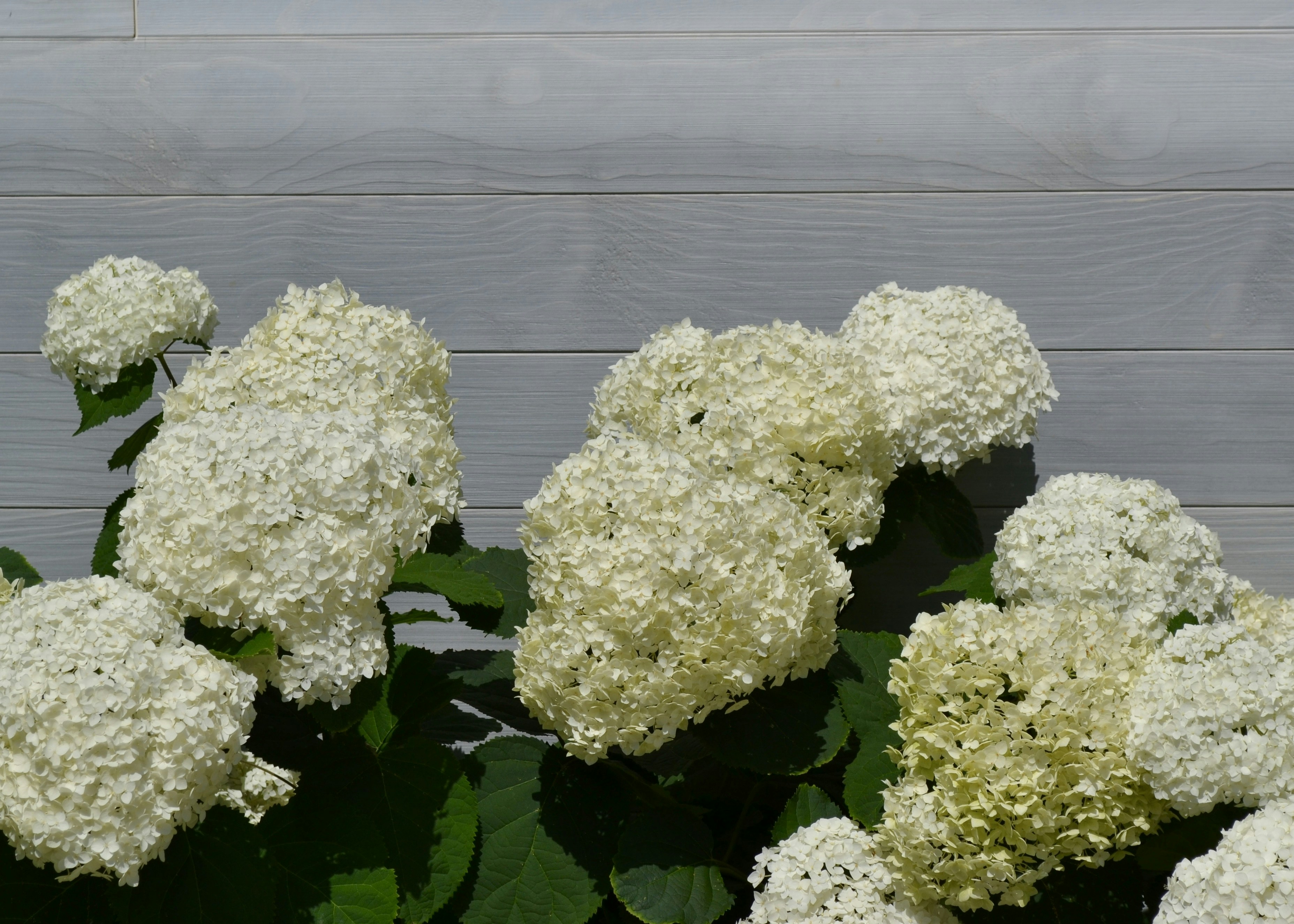 Cluster of white hydrangea blooms against a pale wooden backdrop, highlighting texture and foliage with soft natural light.