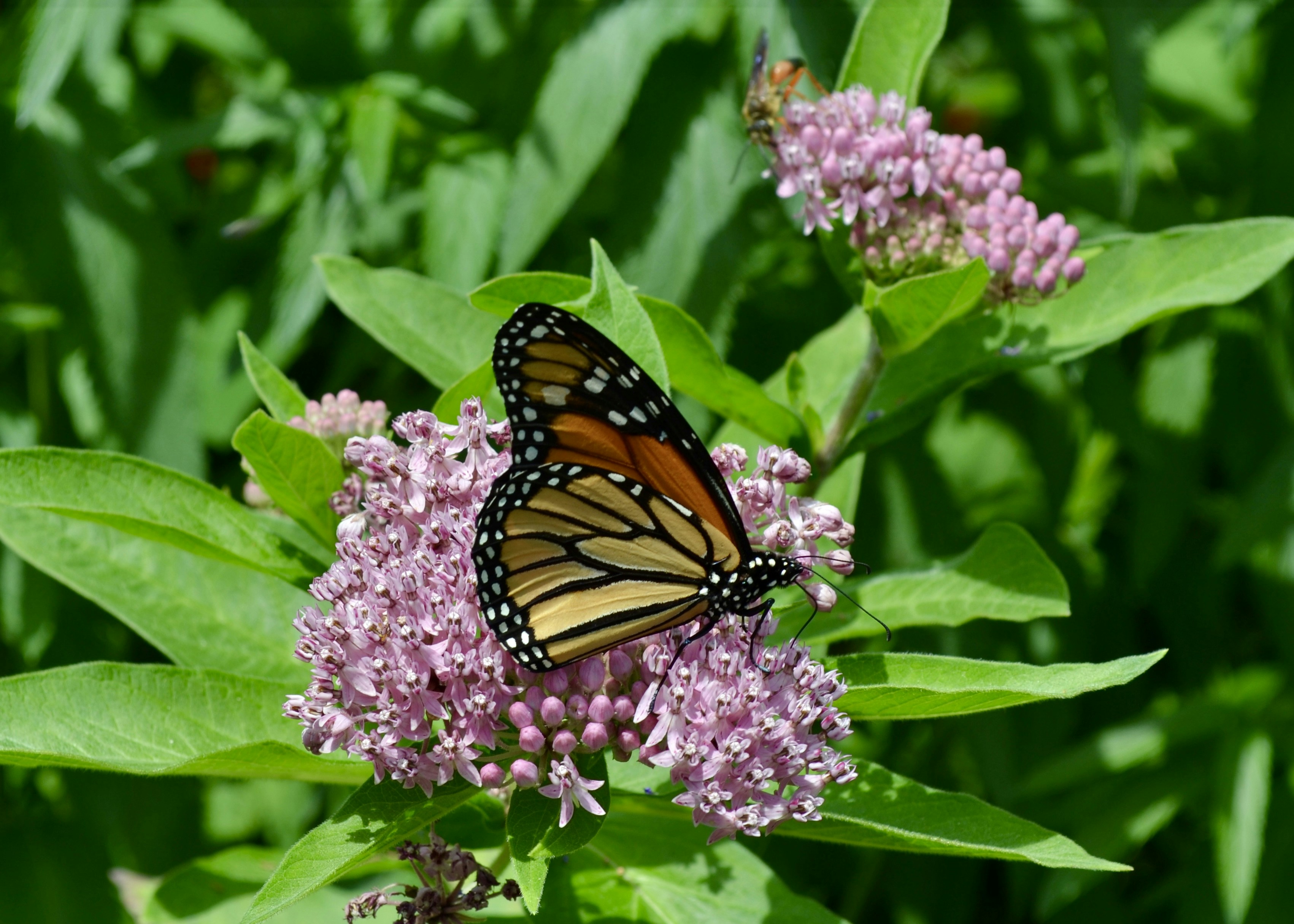 Monarch at Rest: a butterfly perched on pink cluster amid emerald leaves