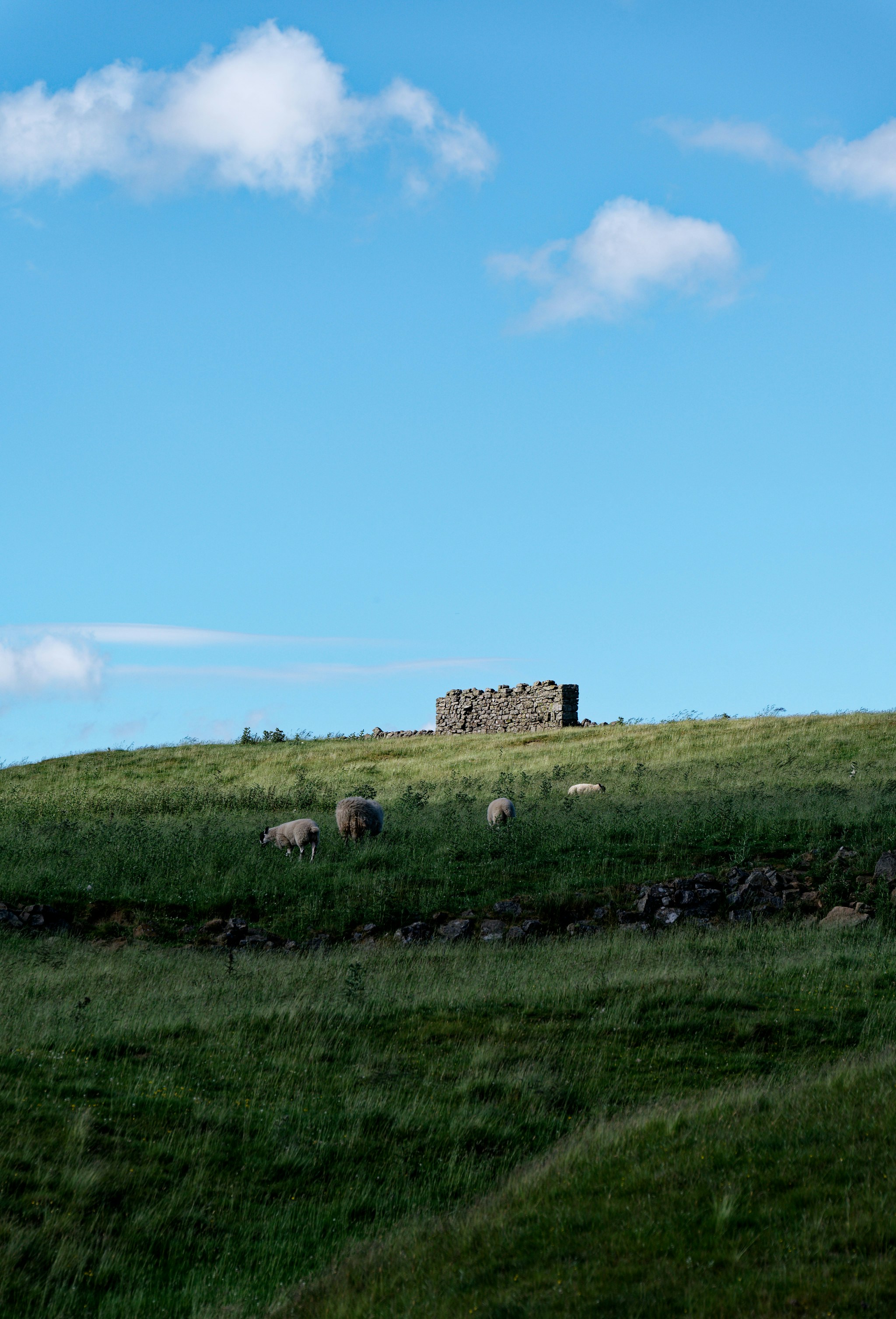 Hilltop Shelter: Sheep at Dusk Beneath an Open Sky
