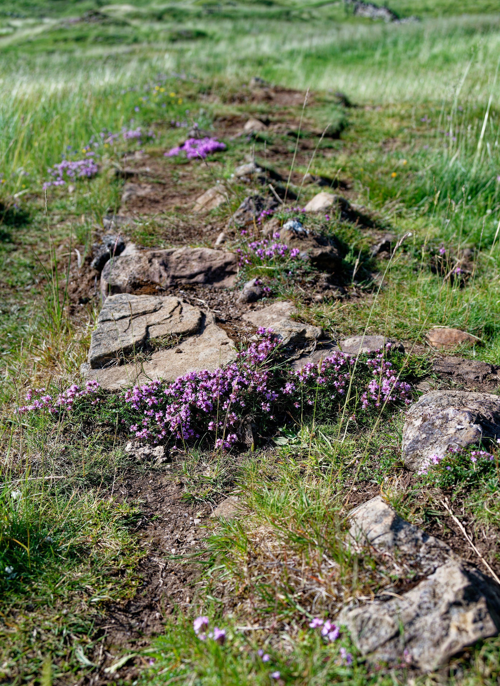 Stone Path Through a Field of Purple Reeds