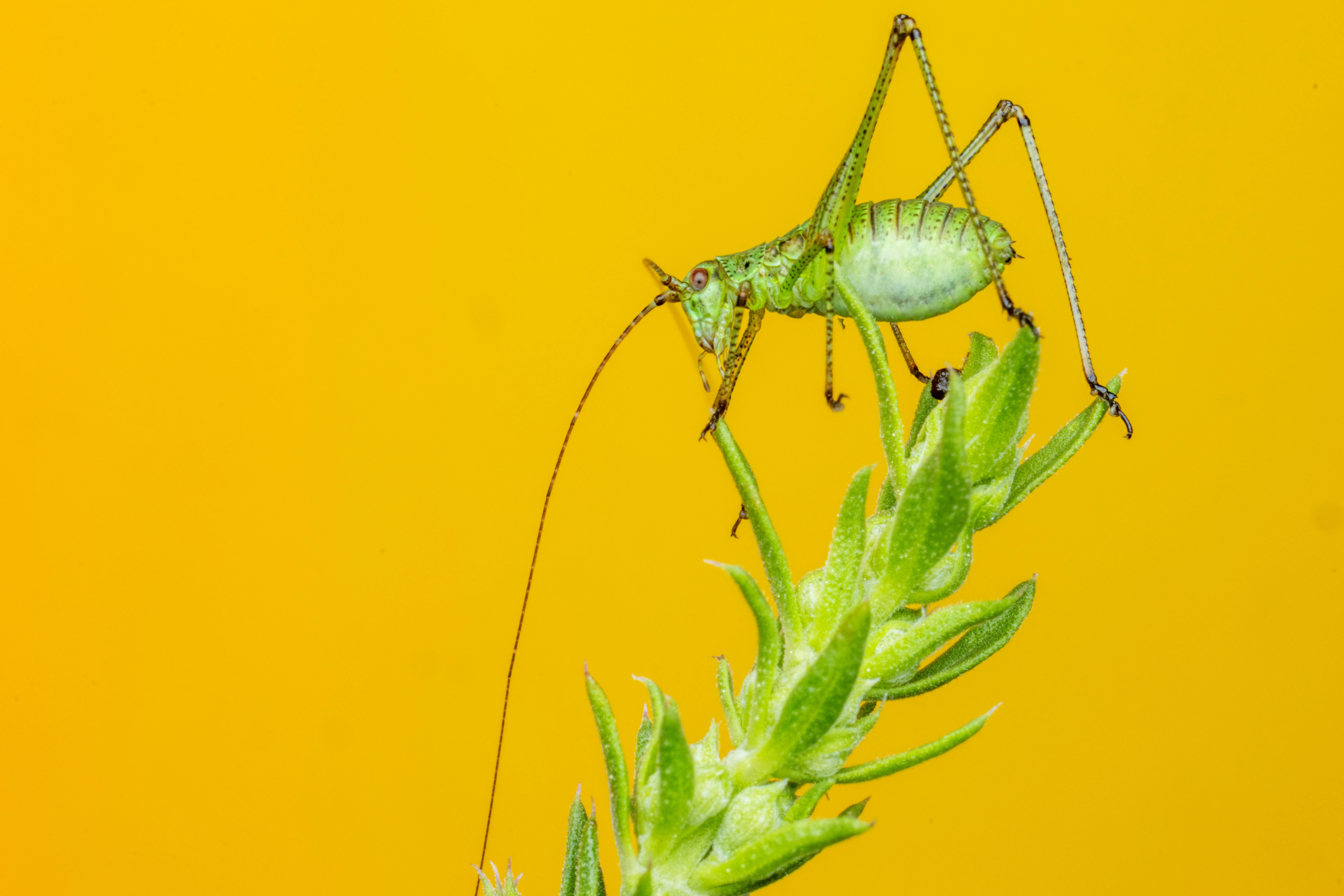 Green Mantid on a Yellow Spike: A Delicate Balance of Insect and Stem