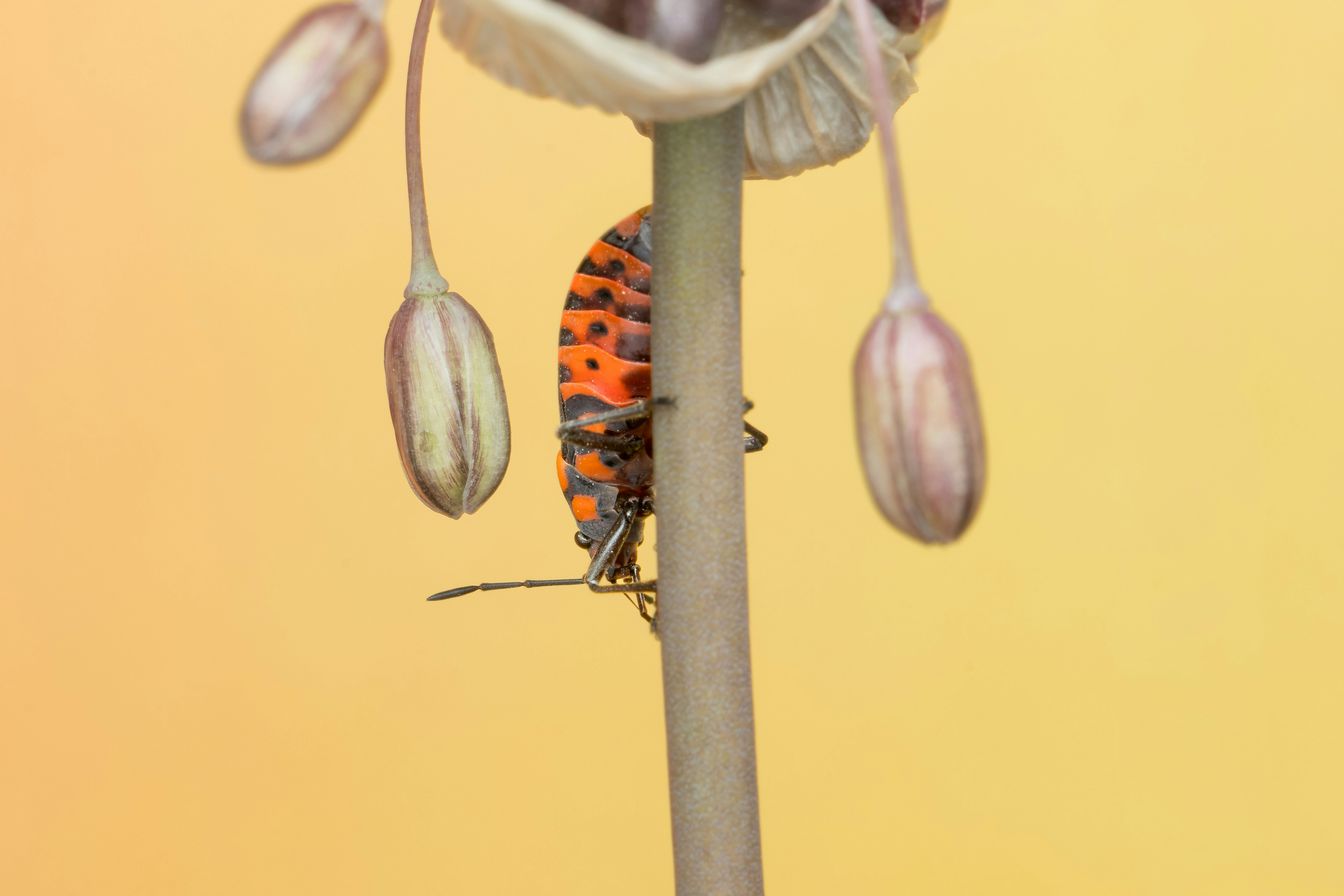 Sunlit Insect on a Withered Bloom