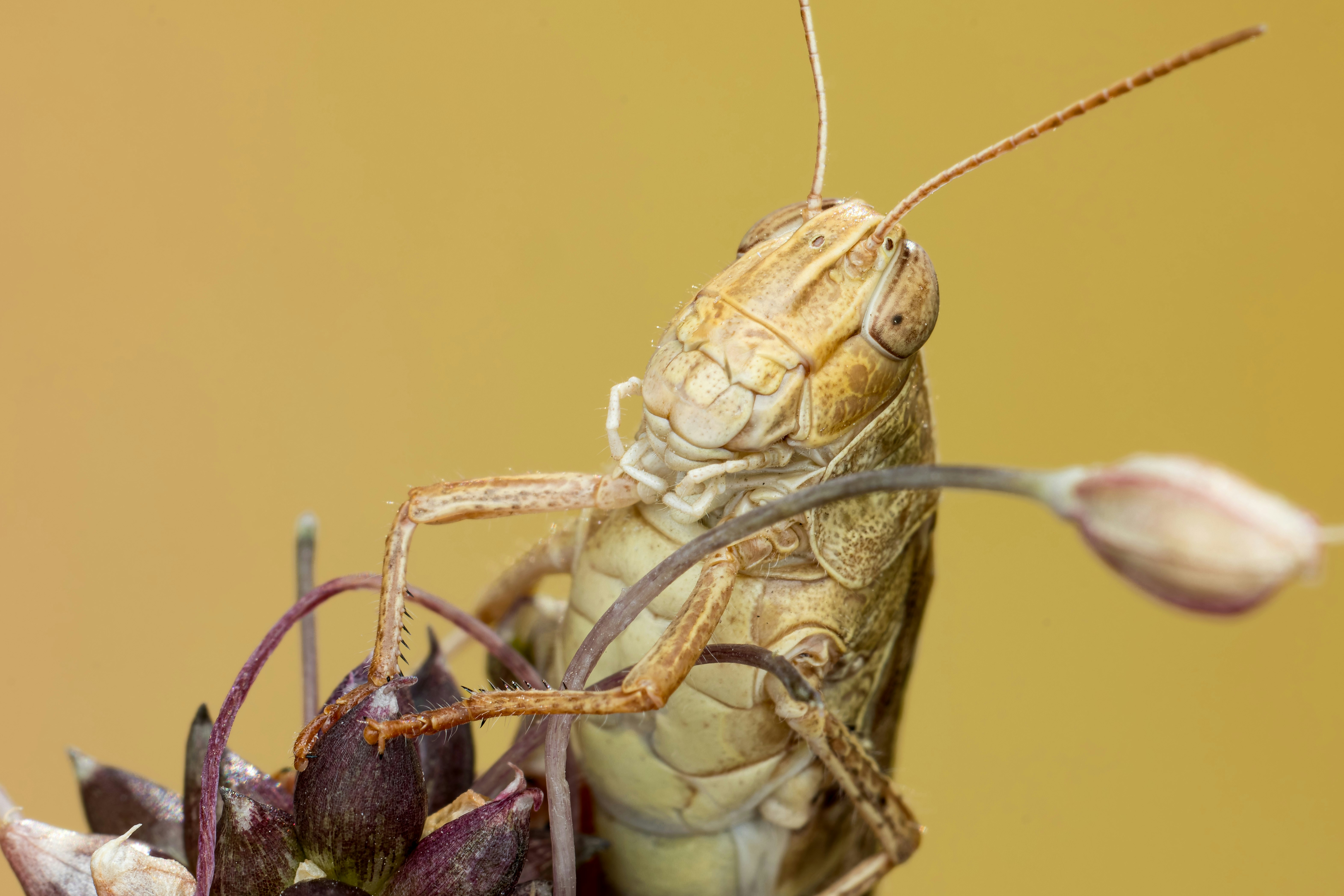 Close-up of a mantis perched on a flower bud with a warm, blurred yellow-green background.
