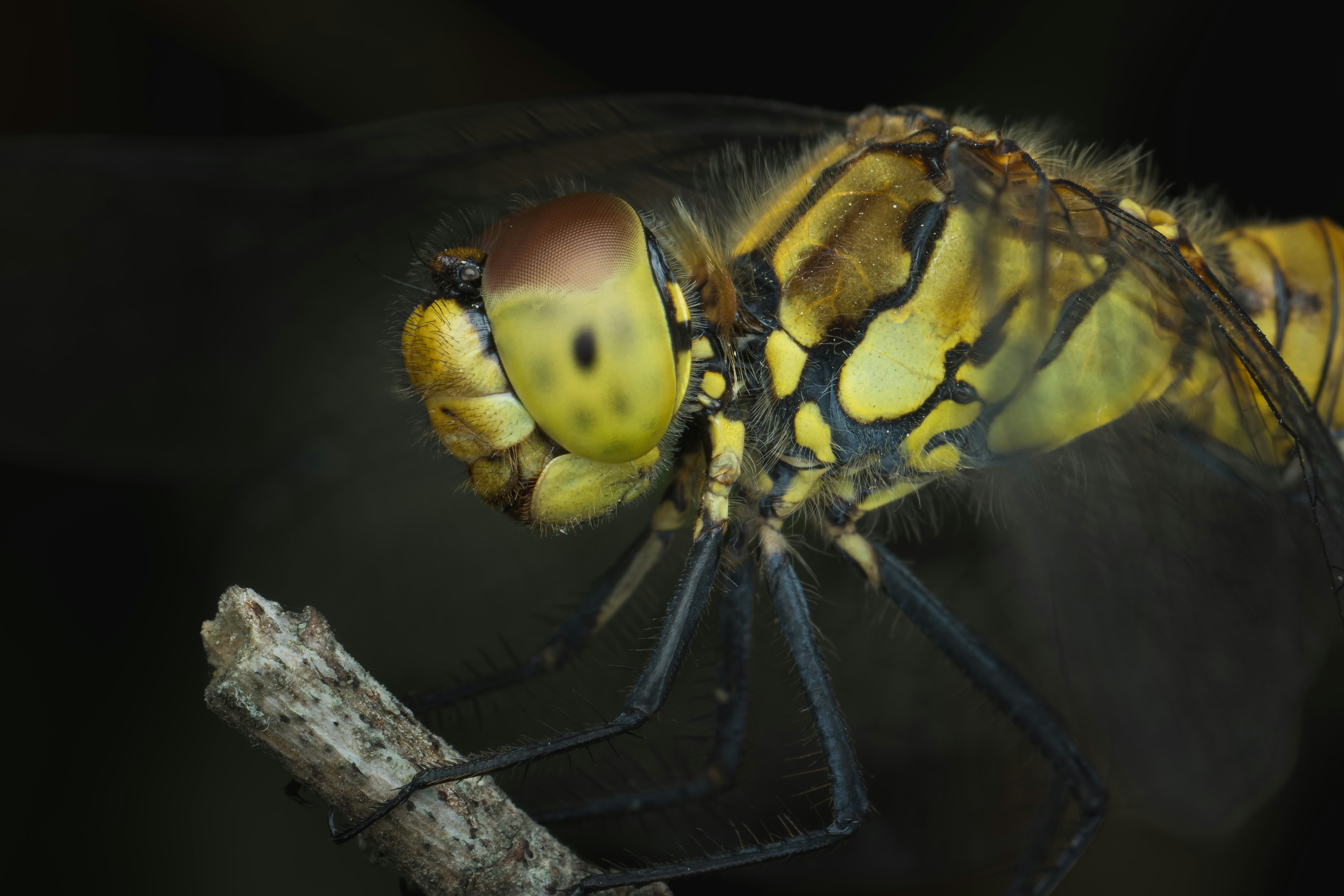 Yellow-Striped Dragonfly Portrait: Macro Gaze on the Compound Eye