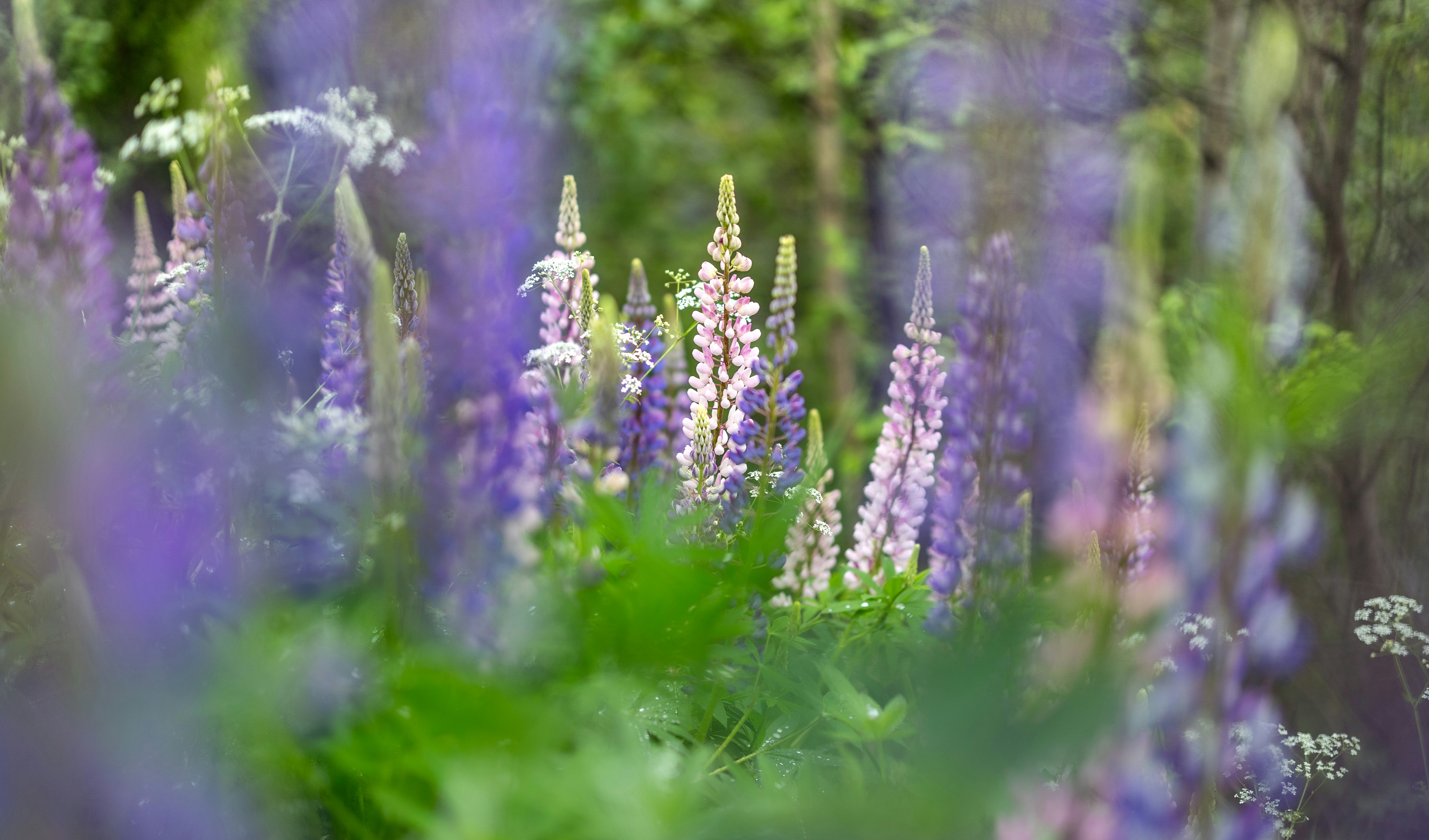 Lavender Threads in a Quiet Meadow