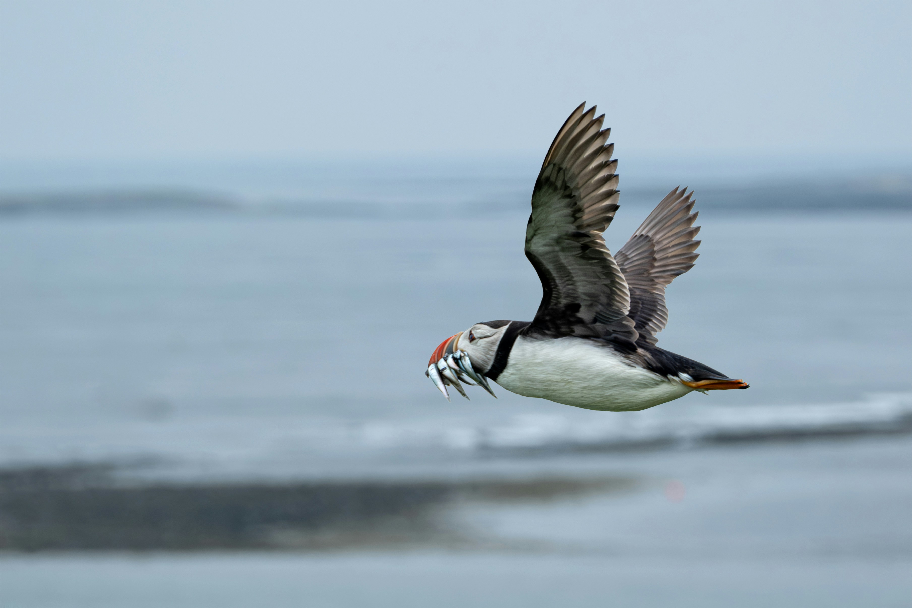 Wingbeat in the Gray Tide: A Plover in Flight Over Distant Currents