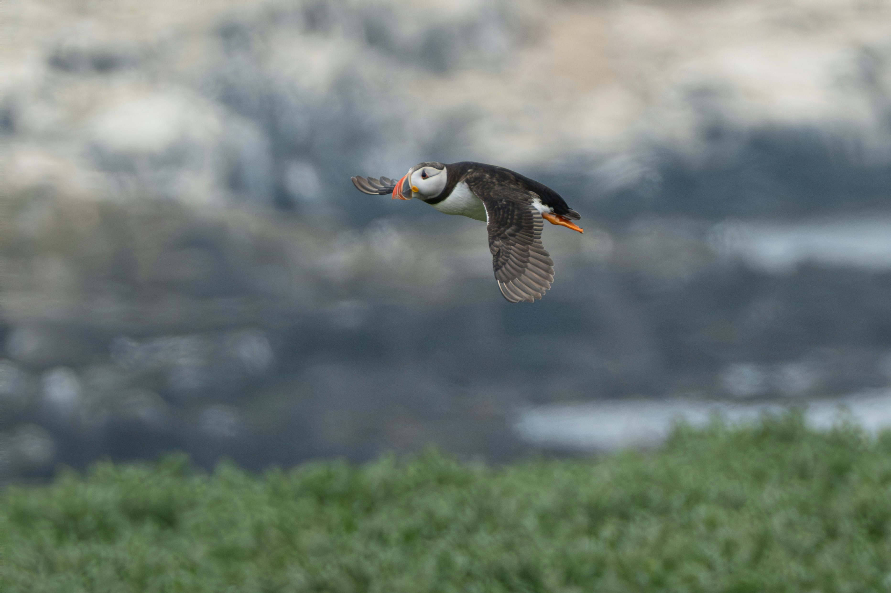 Wingbeat over the Green Crest: A Puffin in Flight