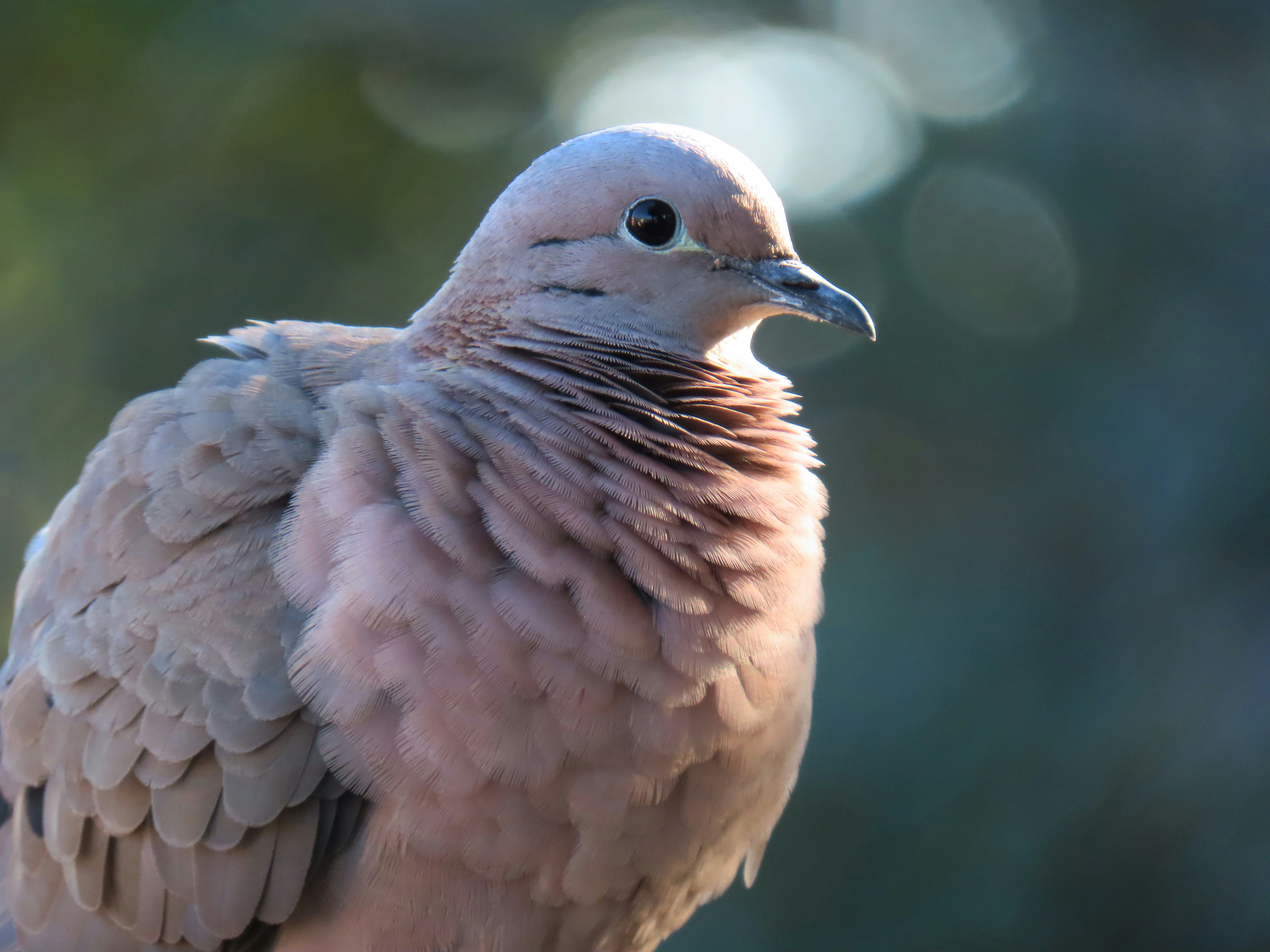 Soft-dawn portrait of a plump pigeon with delicate feather texture