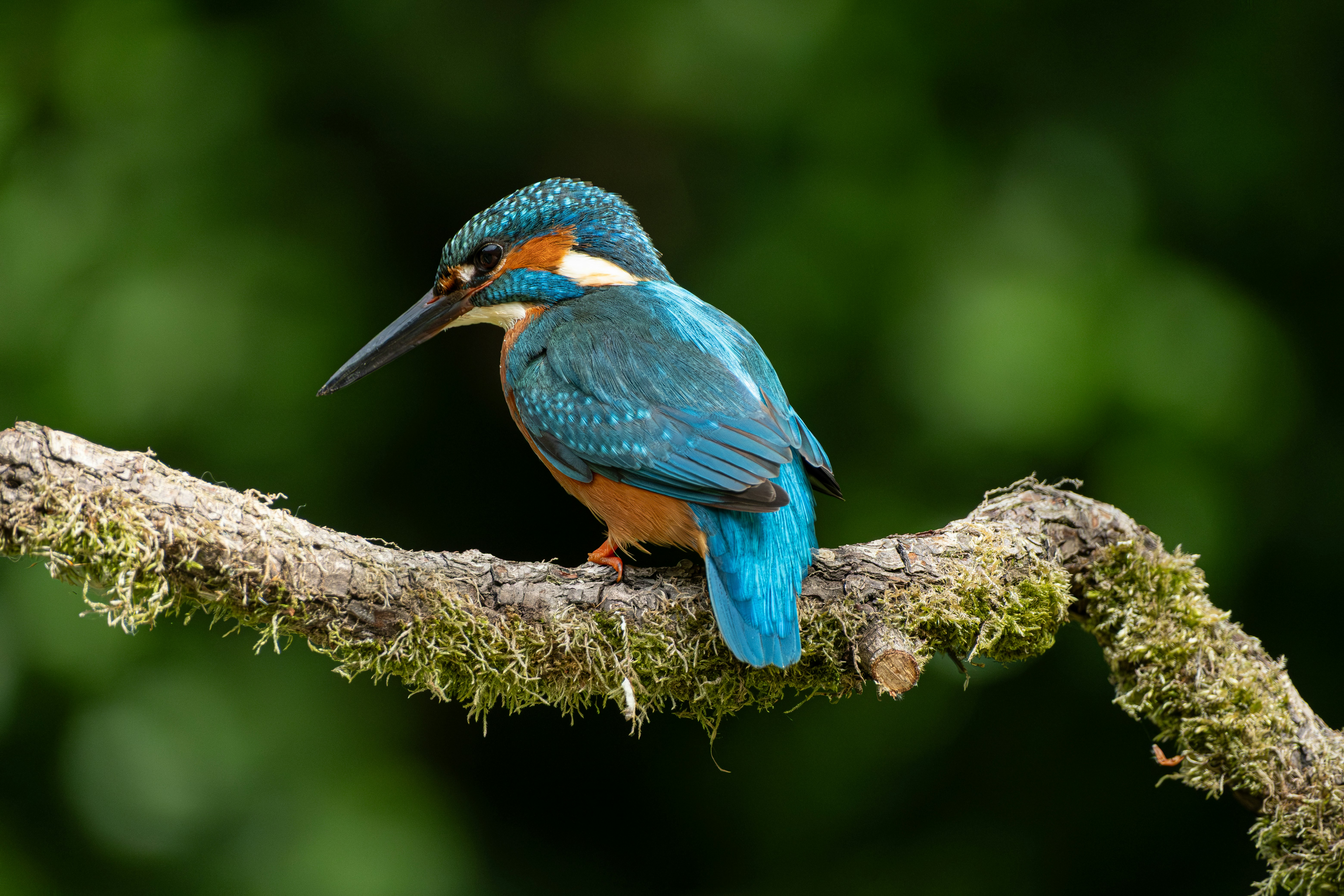 Azure Kingfisher perching on mossy branch with forest backdrop