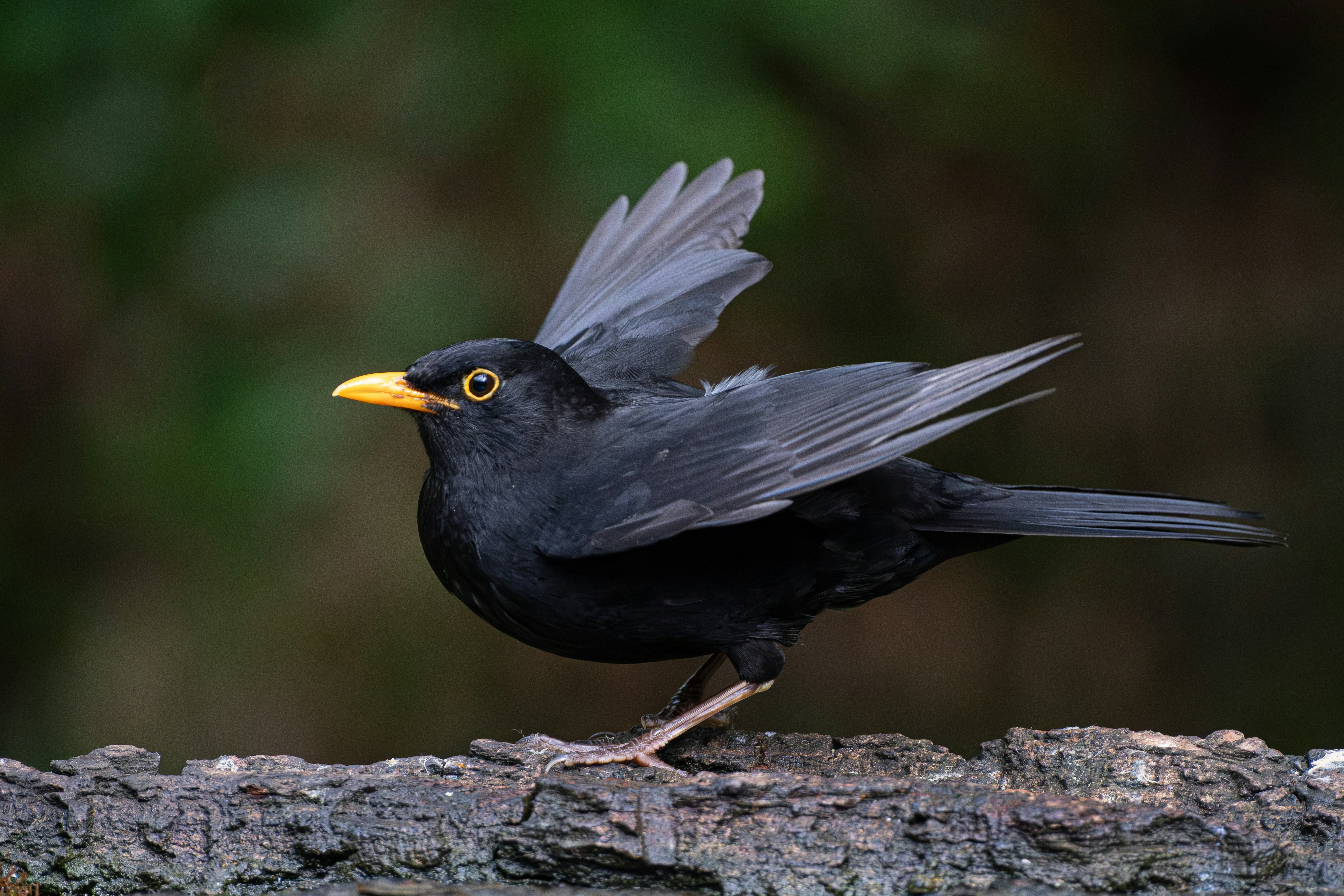 Blackbird in Profile: a Silent Pause on Weathered Bark