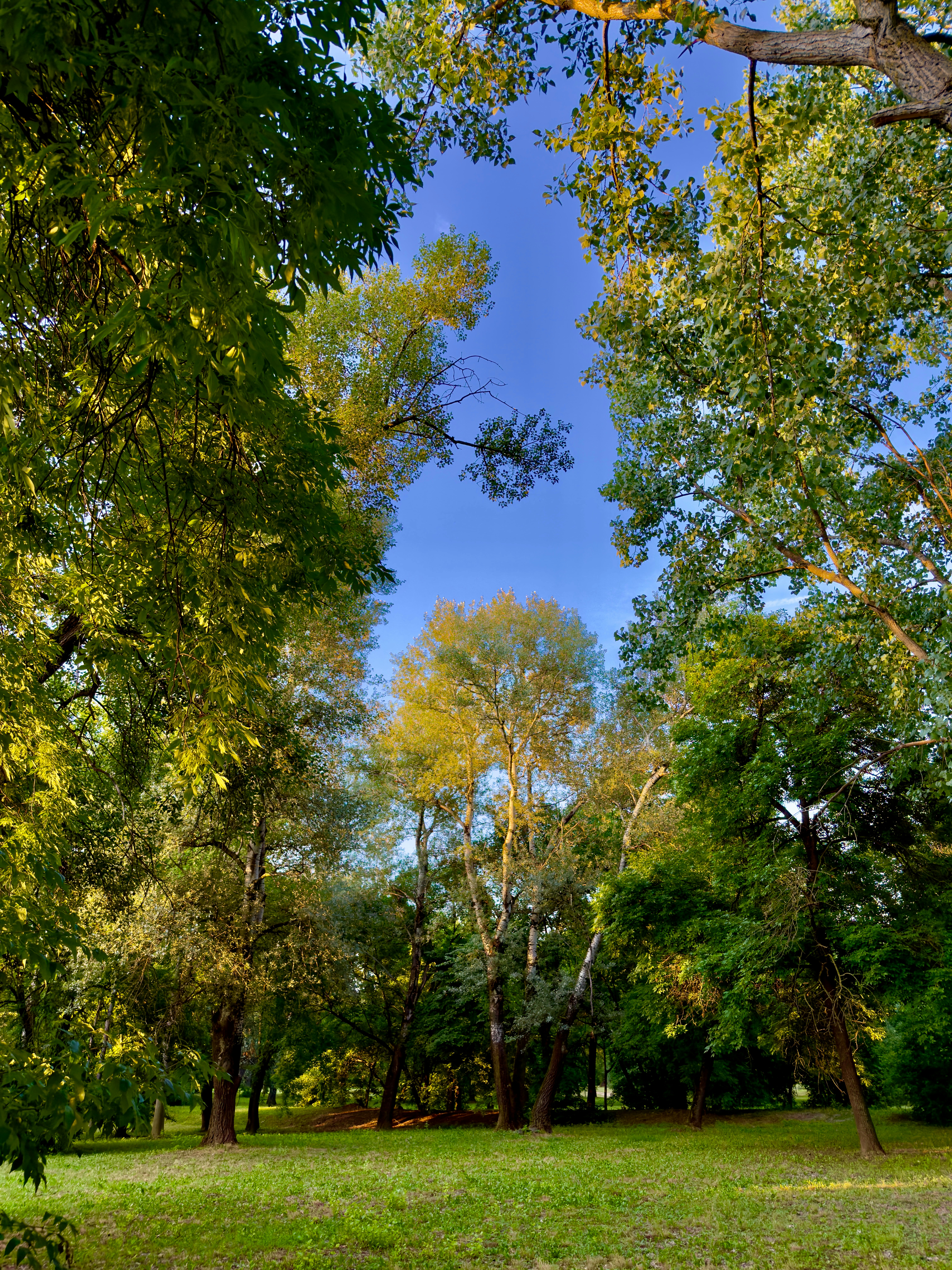 Sunlit canopy and open blue sky over a quiet park