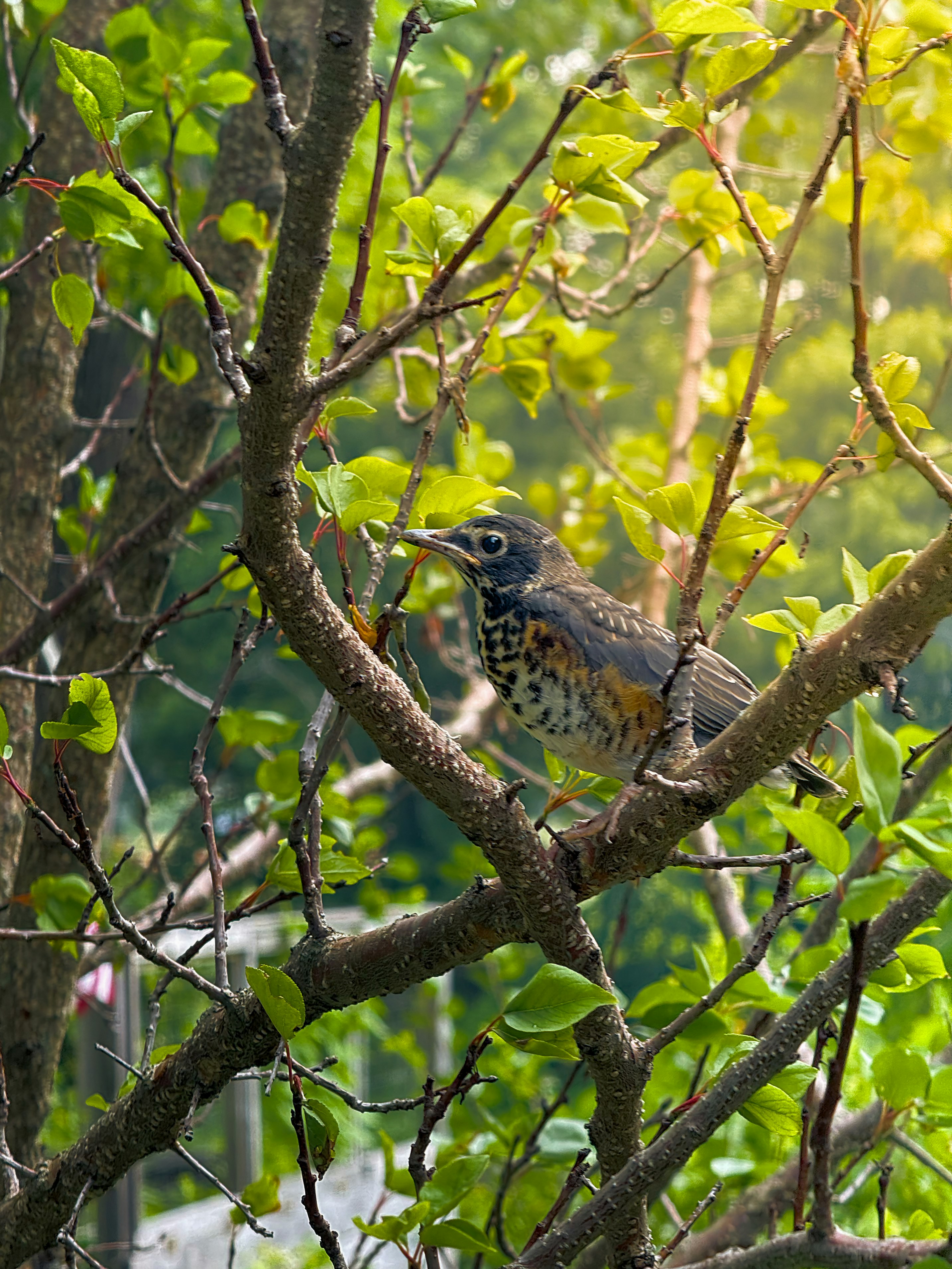 A fledgling American Robin in an apricot tree