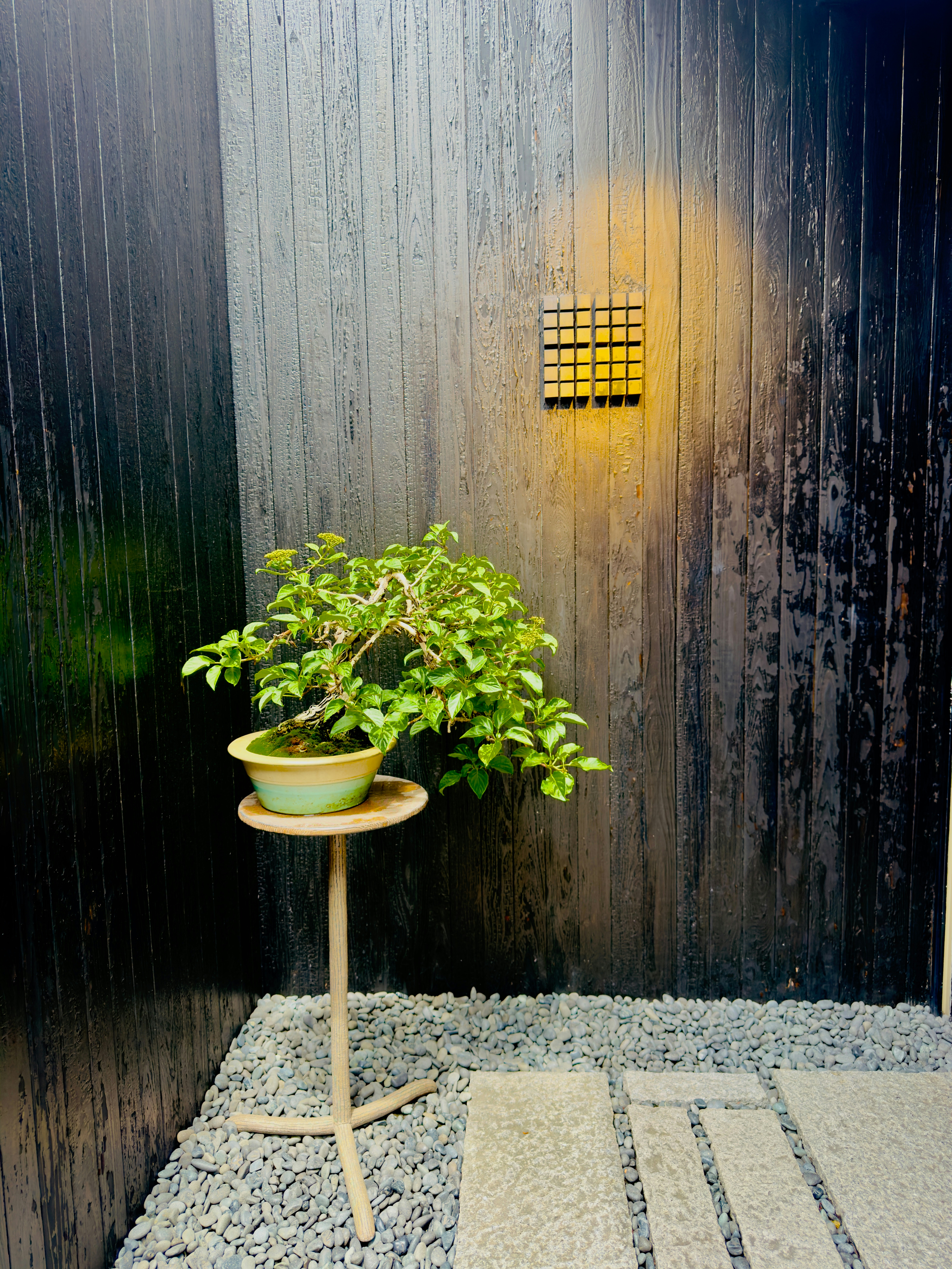 Potted plant on a narrow pedestal stands before a tall black wooden wall with a small vent, bathed in soft outdoor light. A minimalist courtyard scene with pebbled ground and stepping stones.