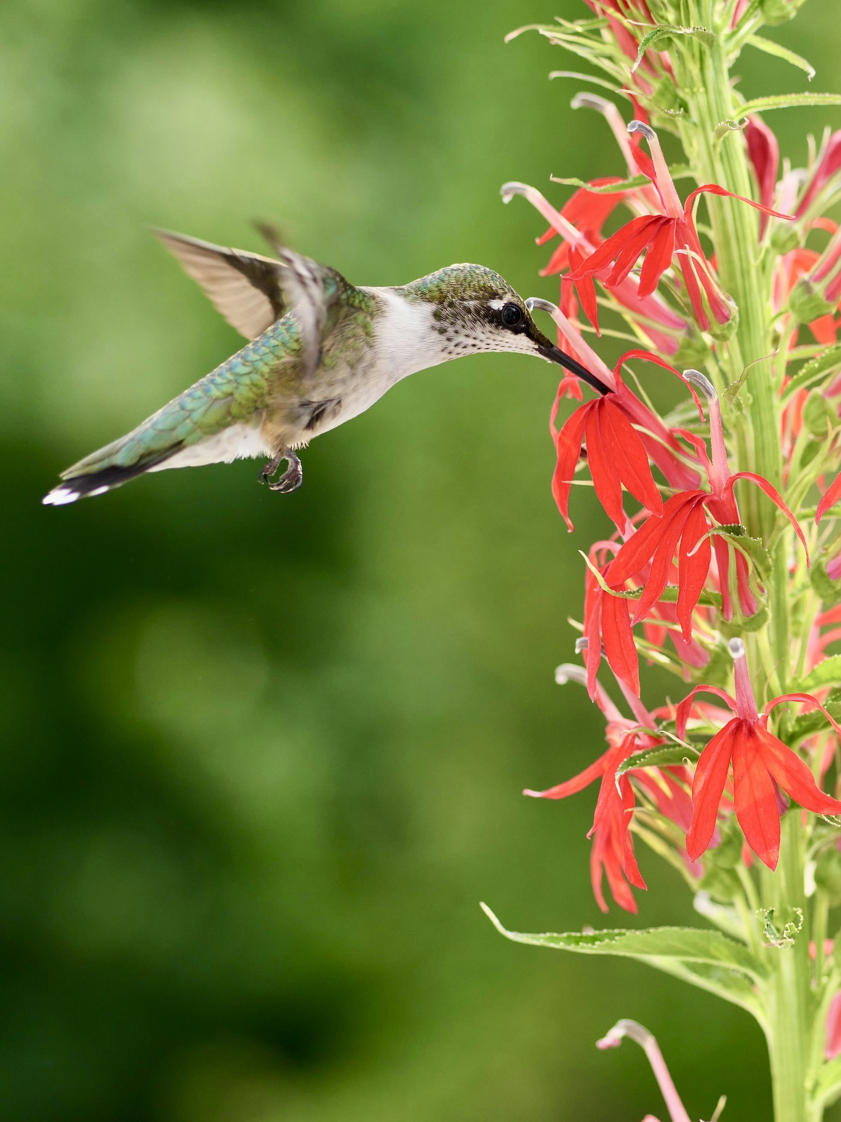 Hummingbird in Pink Torchflower: A Quick Hover to Nectar