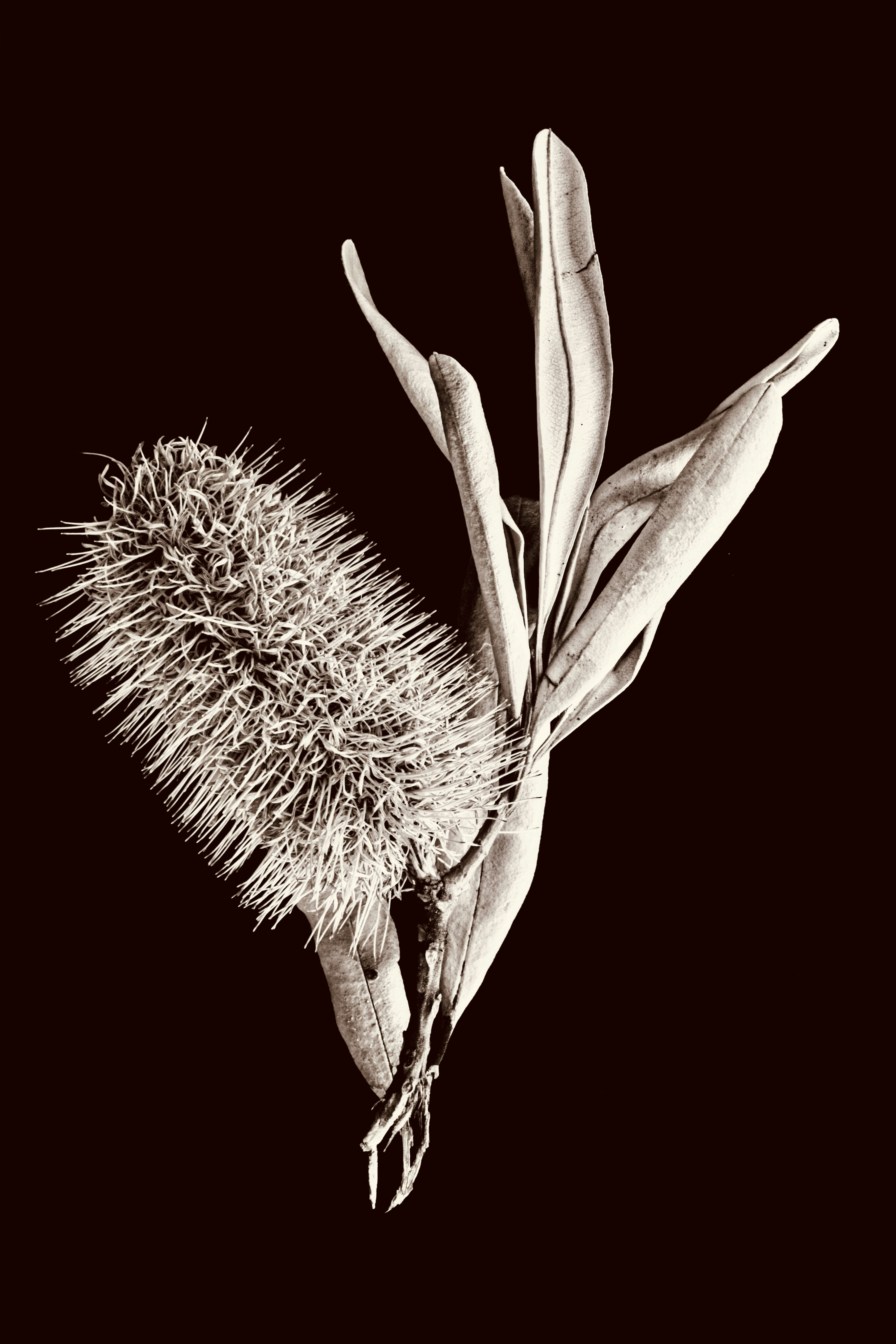 Mono Bloom: A Thistle Silhouette in Deep Sepia