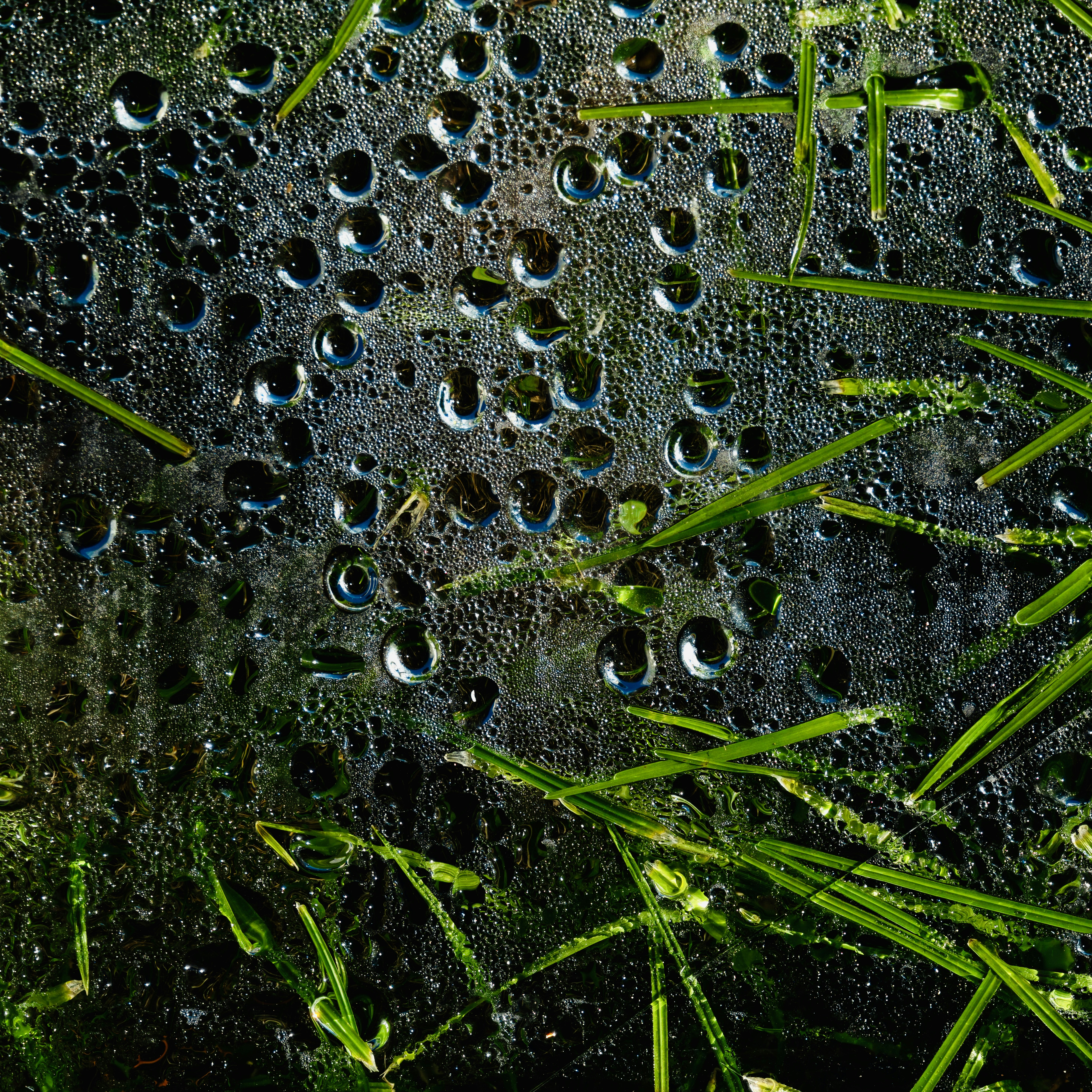 Dew-kissed Orb Mosaic in Night Grass
