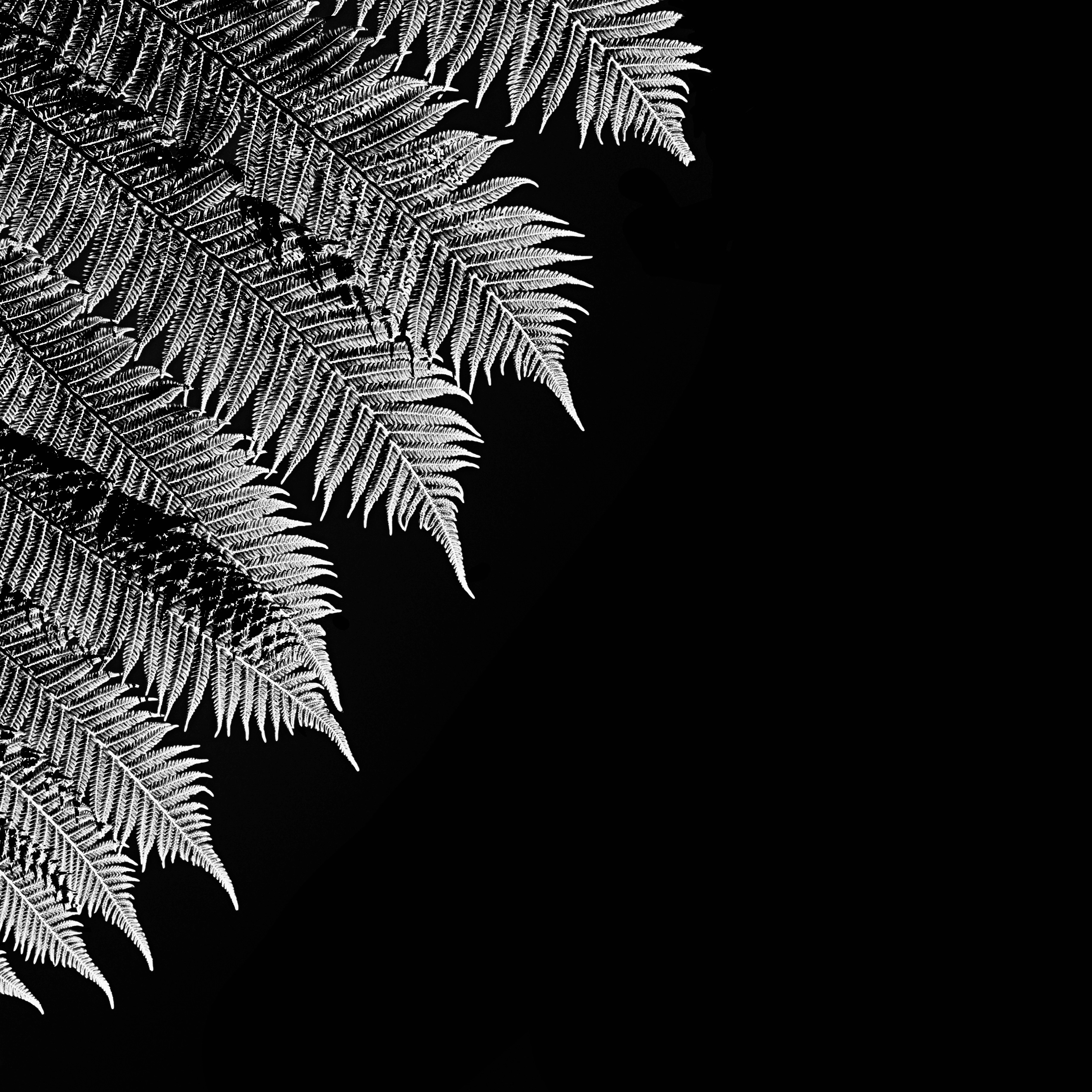 Monochrome Fern Edge: Fronds Framed by Darkness