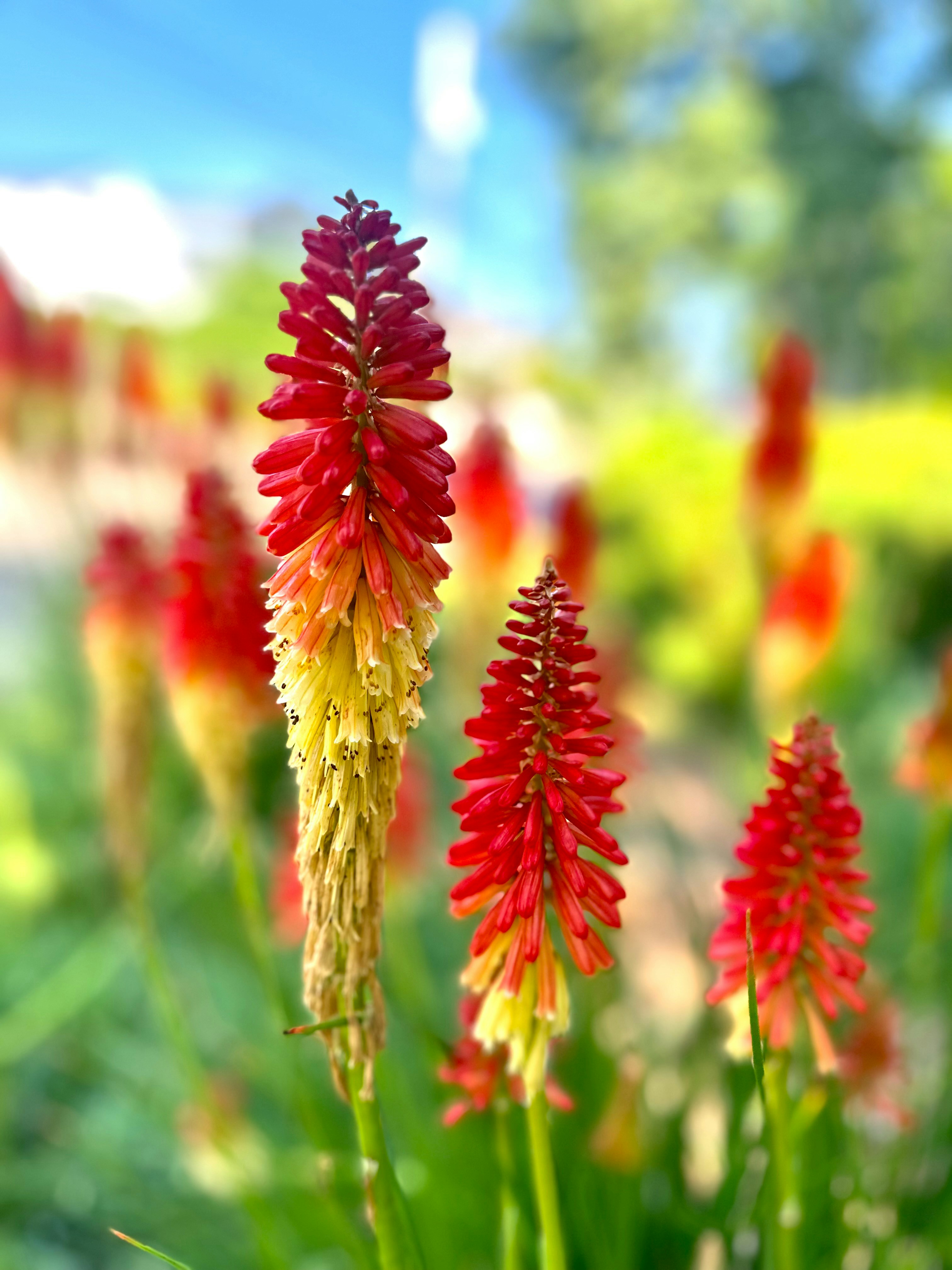Vibrant red and yellow torchflowers stand tall in a sunlit garden, with a soft bokeh backdrop suggesting motion and depth. A close focal emphasis on the flower cluster conveys a sense of garden quiet and warmth.