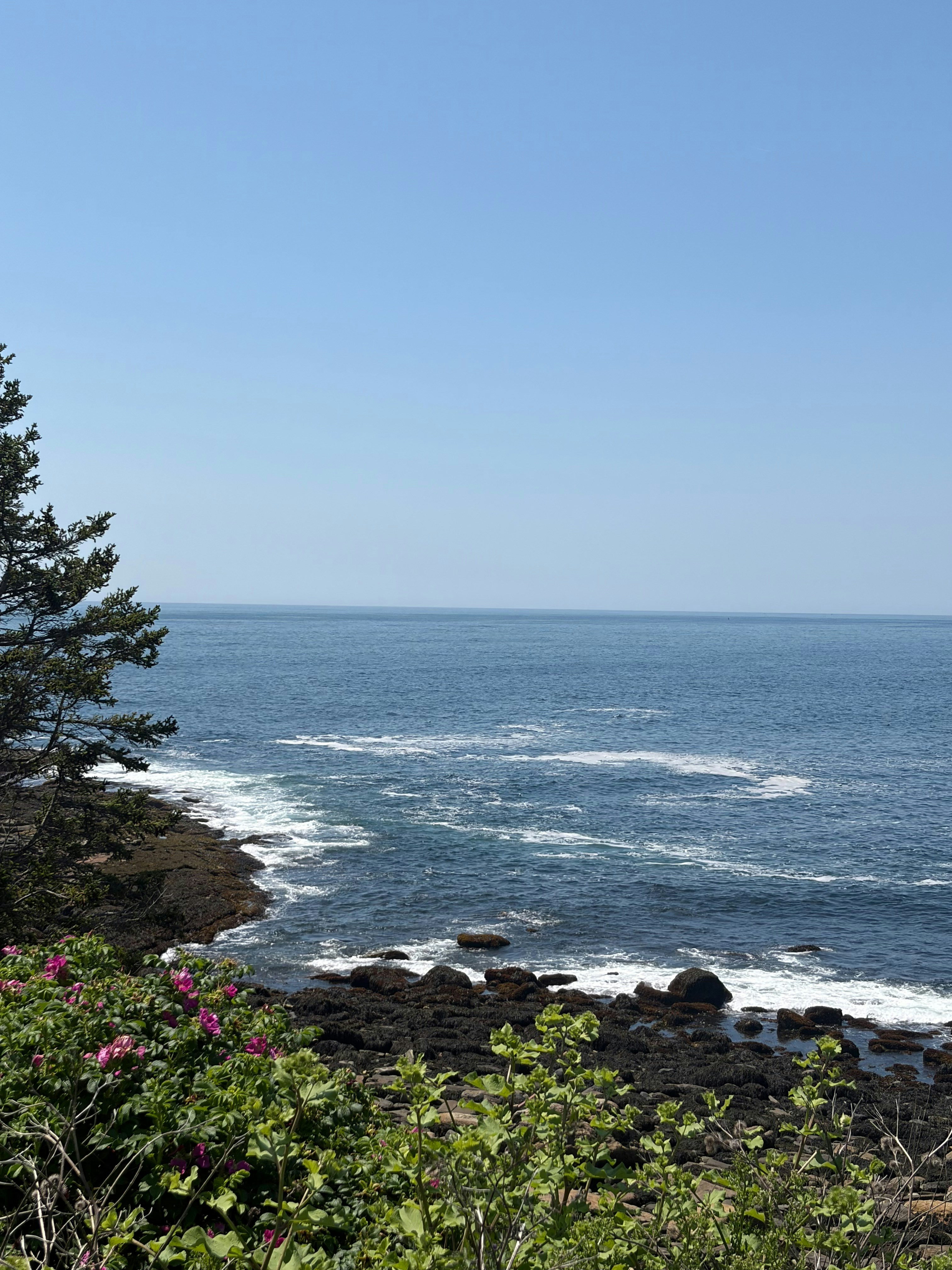 Coastal rocks and foreground plants frame a calm sea under a clear blue sky. The scene emphasizes the meeting point of rocky shoreline and open ocean, with natural greenery adding depth. This is a photograph, not a painting, and captures the landscape’s texture and color.