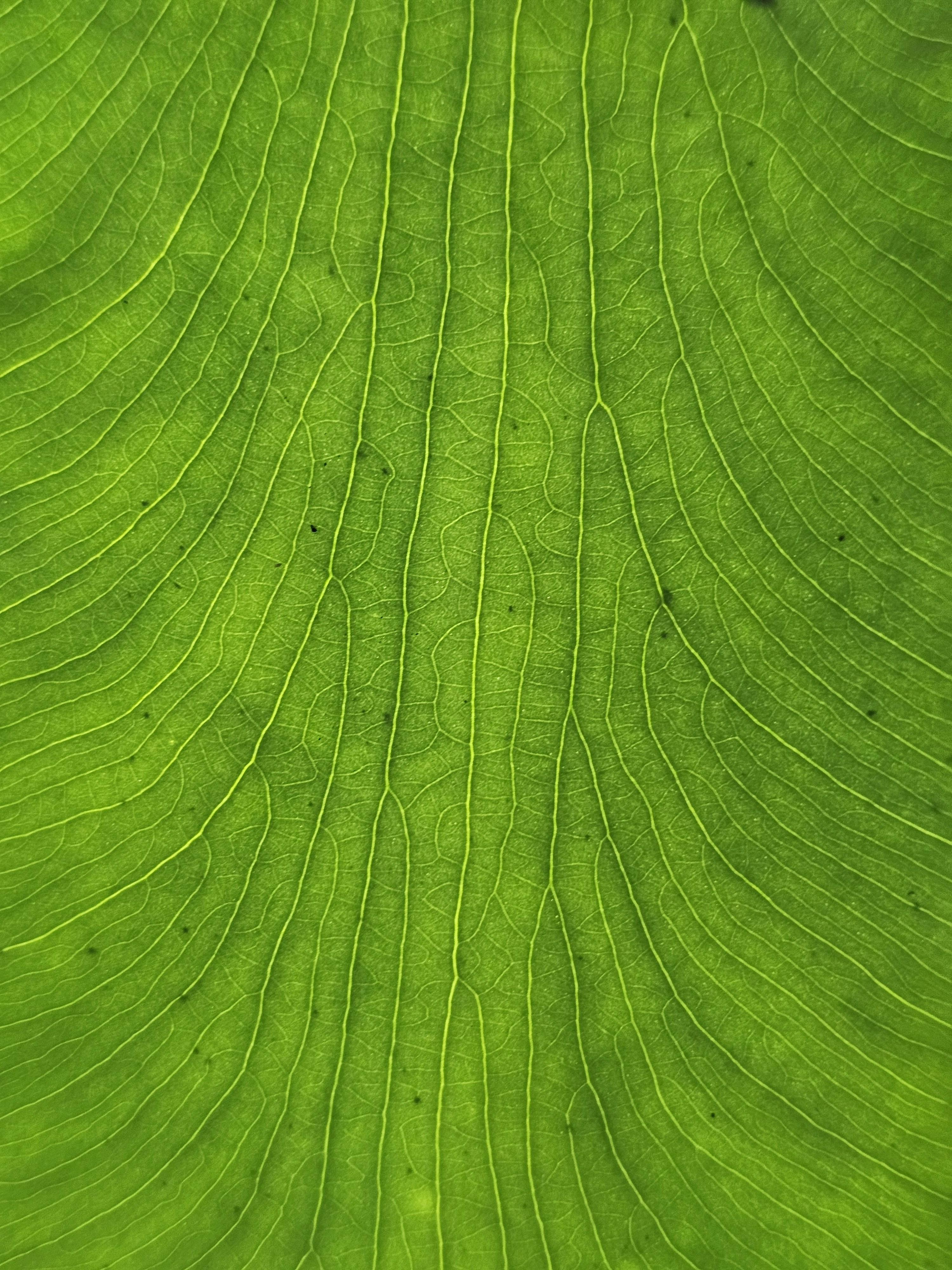 Macro close-up of leaf surface revealing intricate vein network and vibrant green texture. A study in natural detail and microstructure, highlighting patterns and subtle color variation.