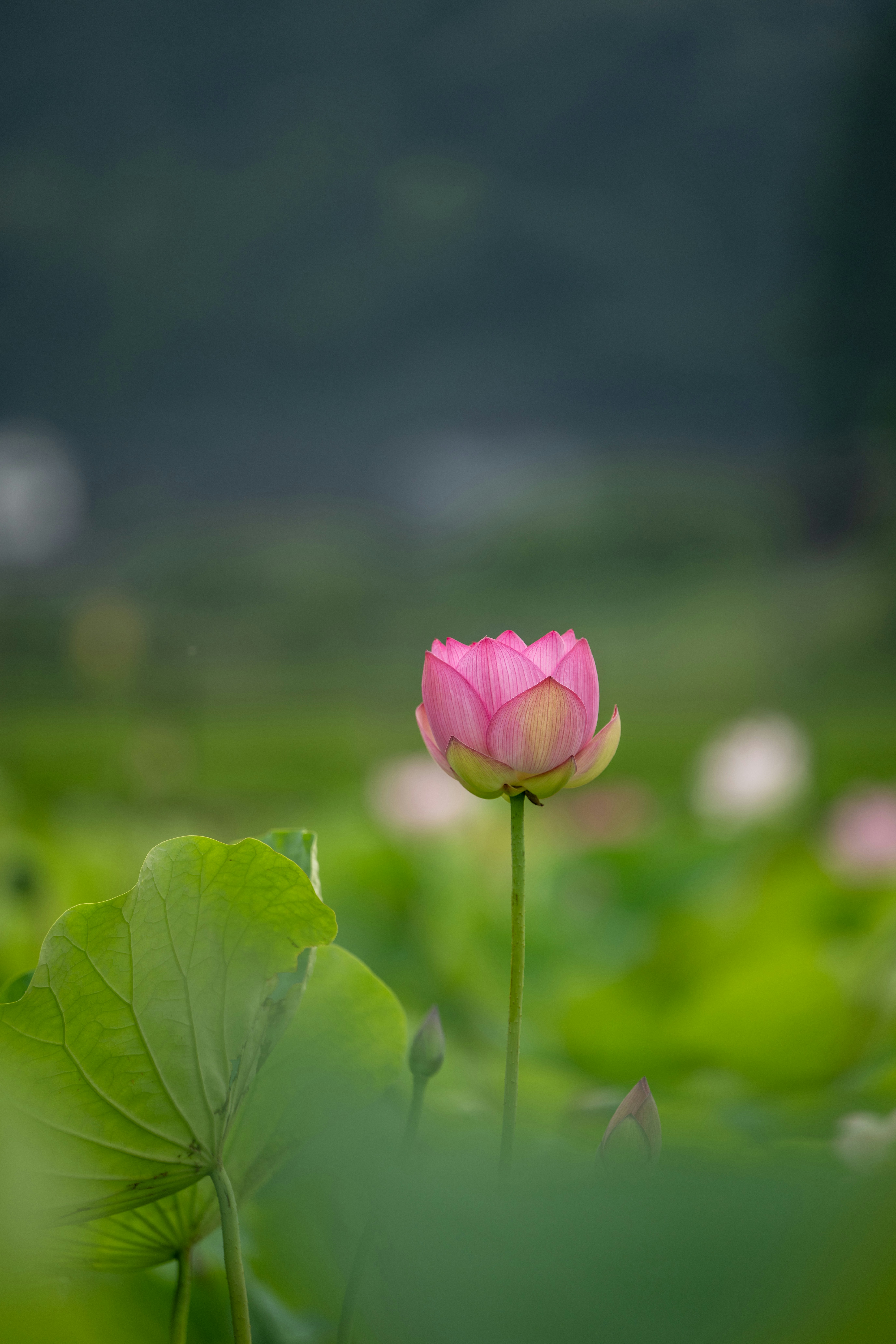 Pink lotus in a tranquil pond field, centered with soft bokeh