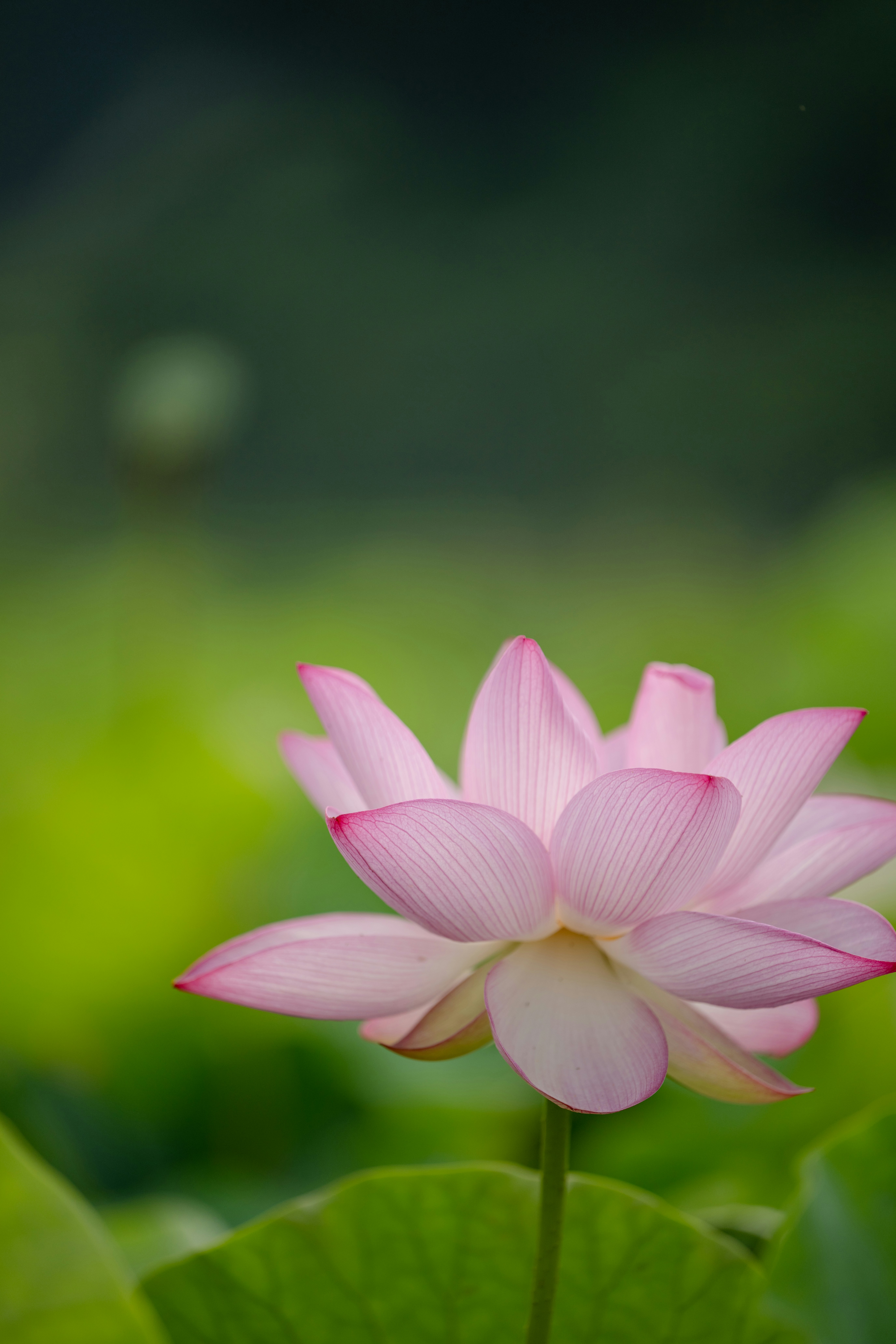 Pink lotus in soft focus greens