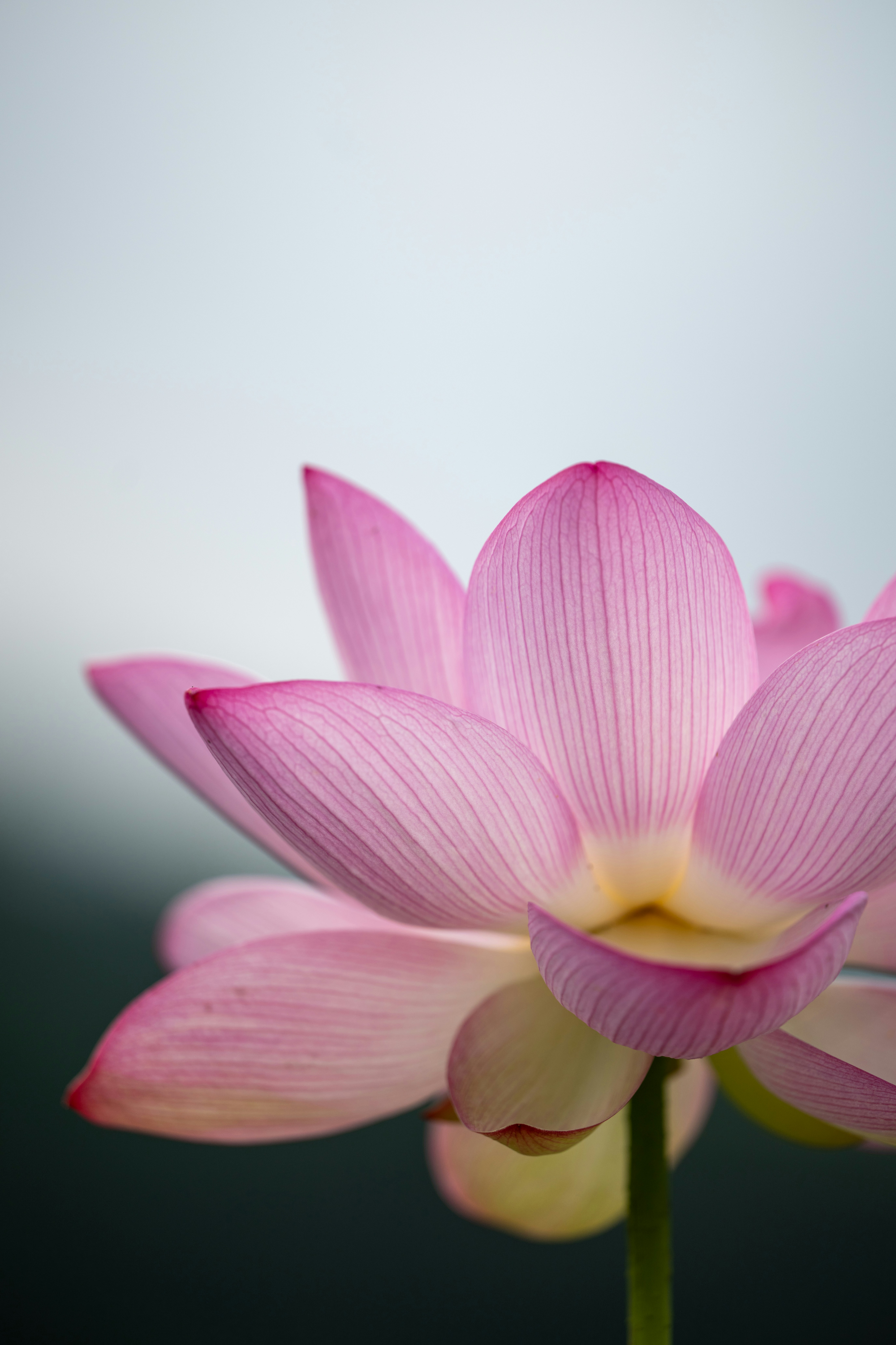 Petals in Focus: A Close-Up of Pink Plumeria Against Soft Sky
